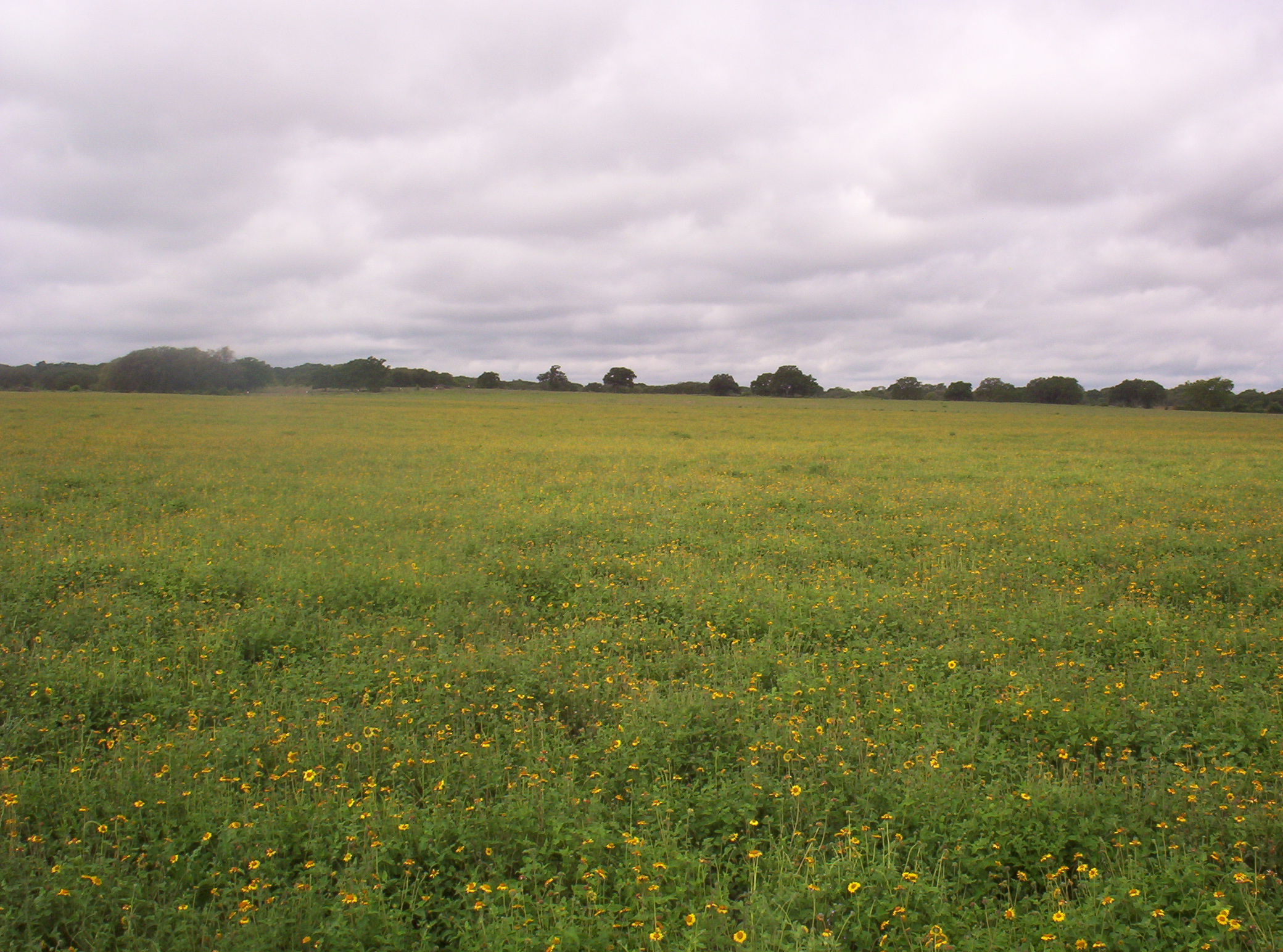 turnerseed: Awnless Bushsunflower - Plateau
