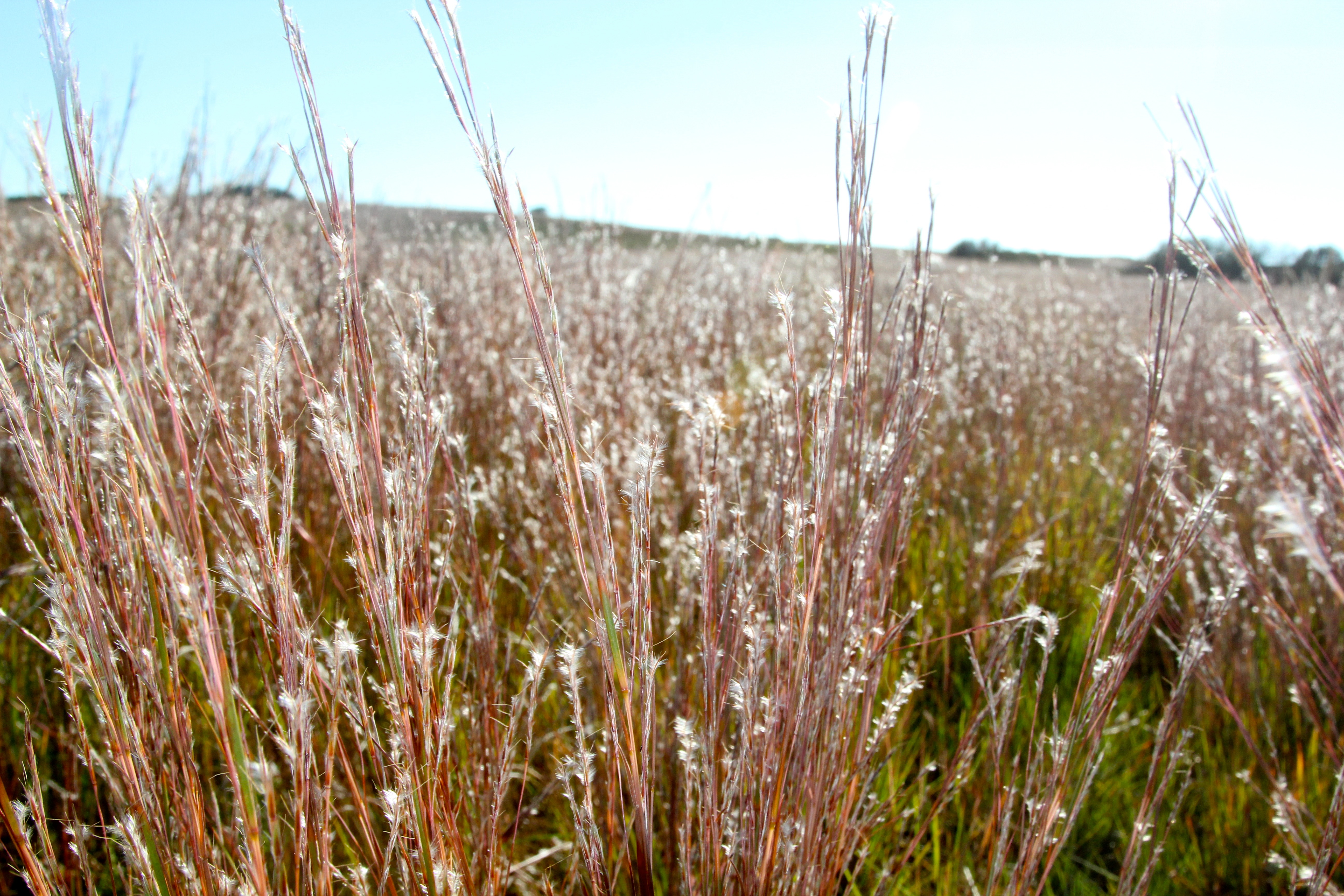 Pequena Grama Bluestem KAW BIG BLUESTEM Johnston Seed Company
