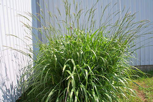 turnerseed: Eastern Gamagrass - Native