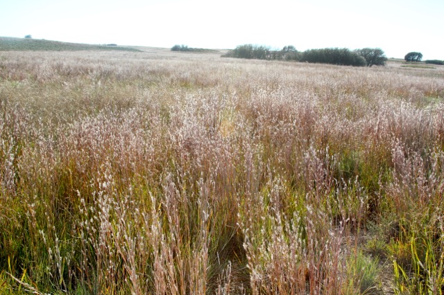 Texas Prairie Grasses Johnson Grass War Update – Nature Along The El