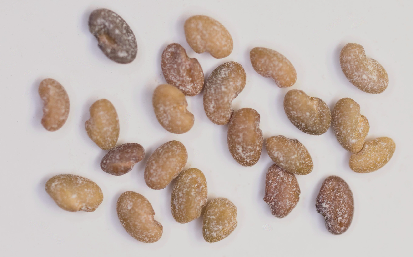 turnerseed: Alfalfa - L-602