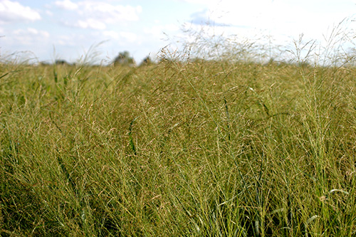 turnerseed: Switchgrass - Alamo