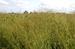 turnerseed: Switchgrass