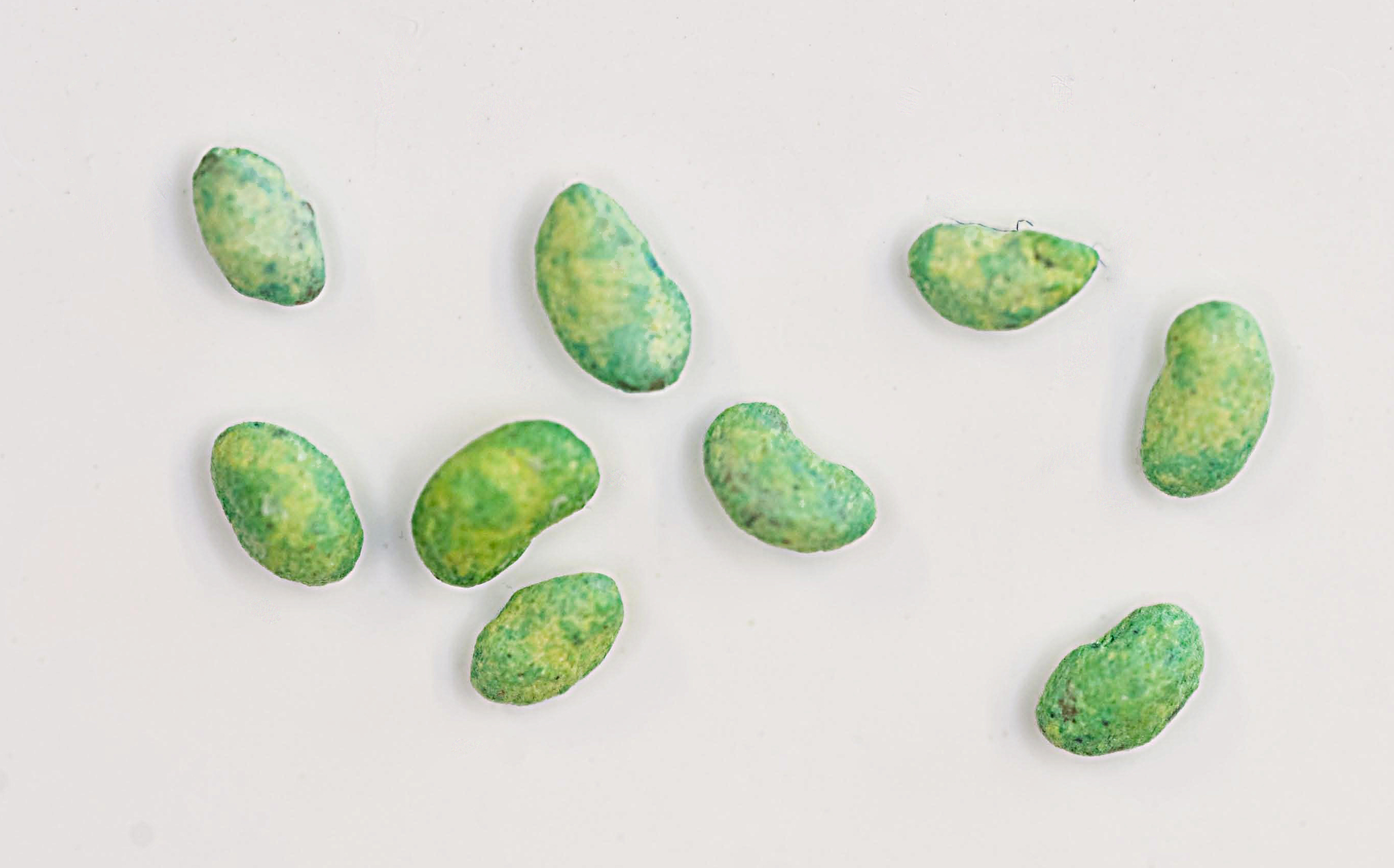 turnerseed: Spineless Burr Medic Clover - Cavalier