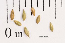 turnerseed: Panicums