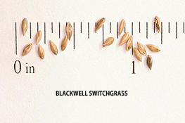 turnerseed: Switchgrass