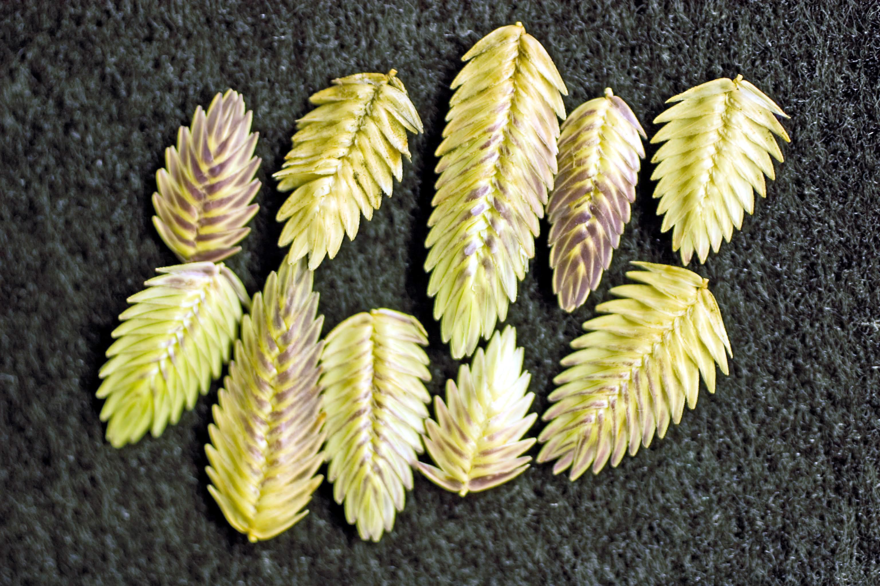 turnerseed: Wilman Lovegrass - VNS