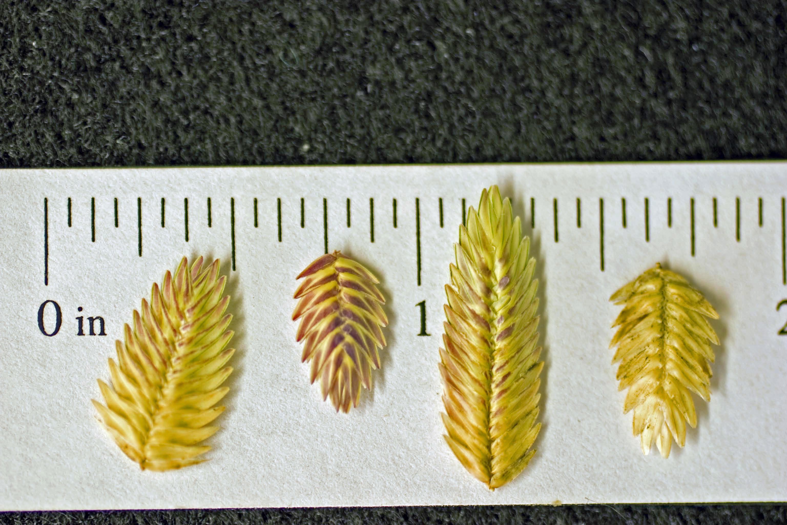 turnerseed: Wilman Lovegrass - VNS