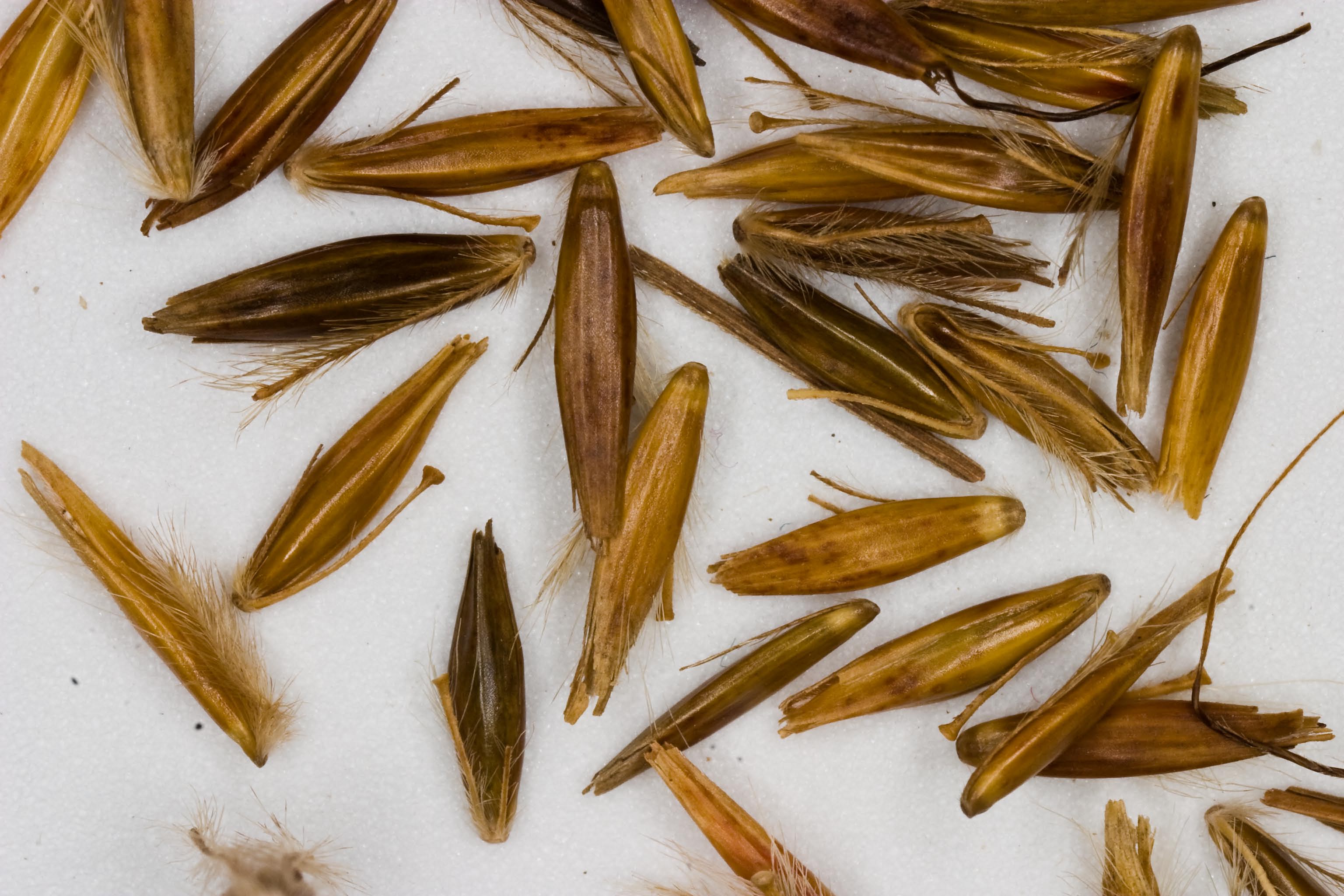 Indian Grass Seed Indian Grass Drought Tolerant Native Grass Seeds For