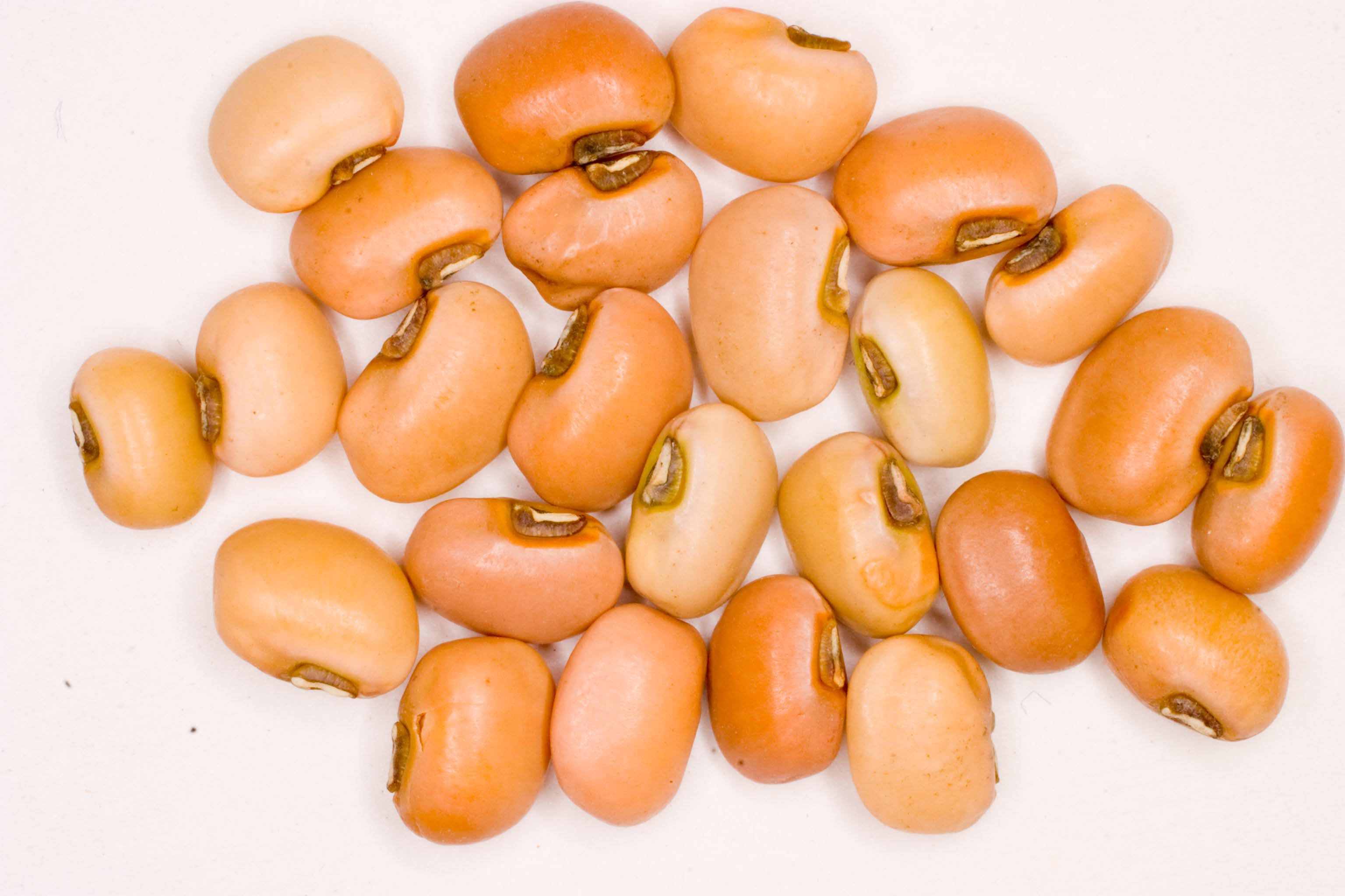 turnerseed: Cowpea - Iron & Clay