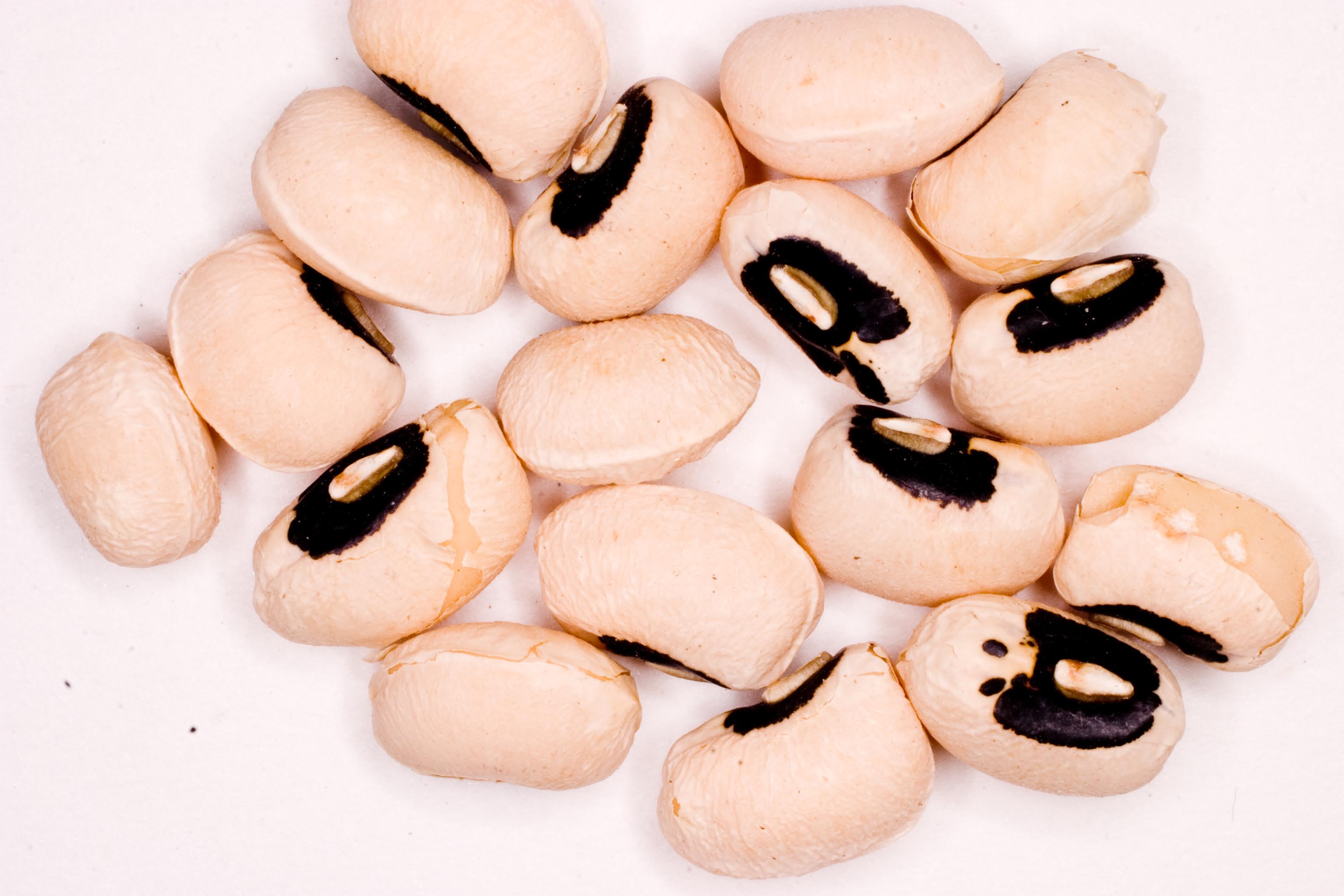turnerseed: Cowpea - California Blackeye