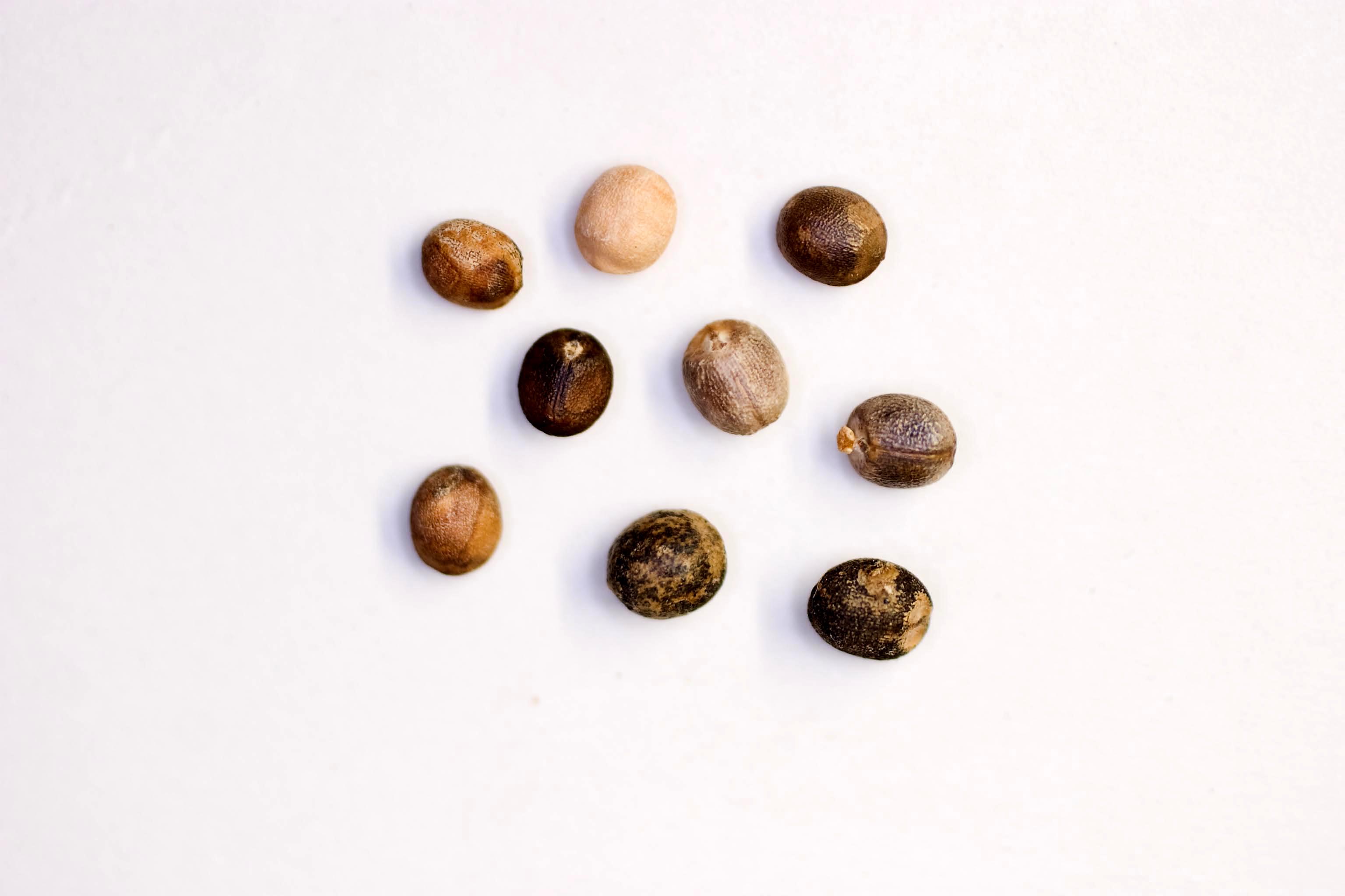 Croton Seeds