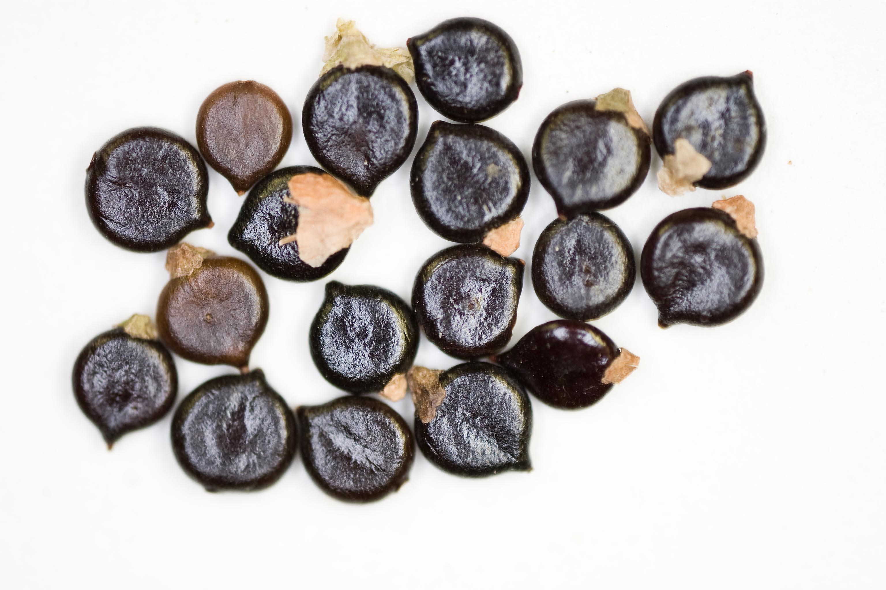 turnerseed: Pennsylvania Smartweed - Native