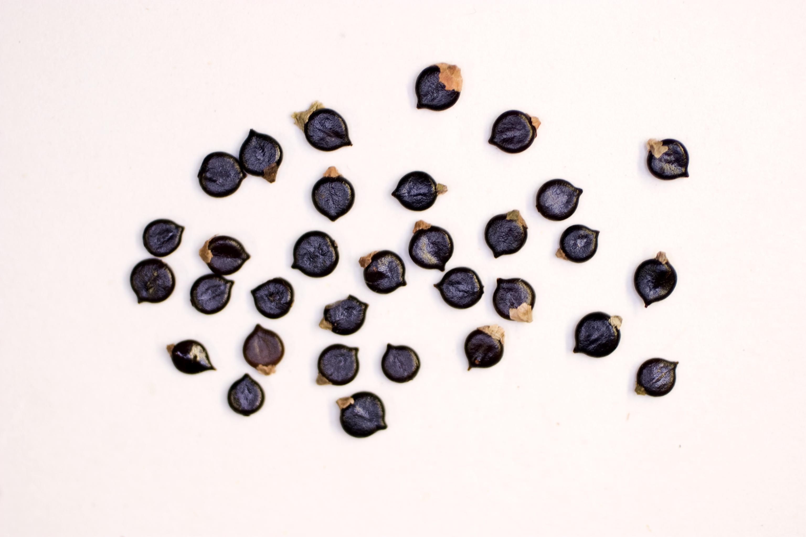 turnerseed: Pennsylvania Smartweed - Native