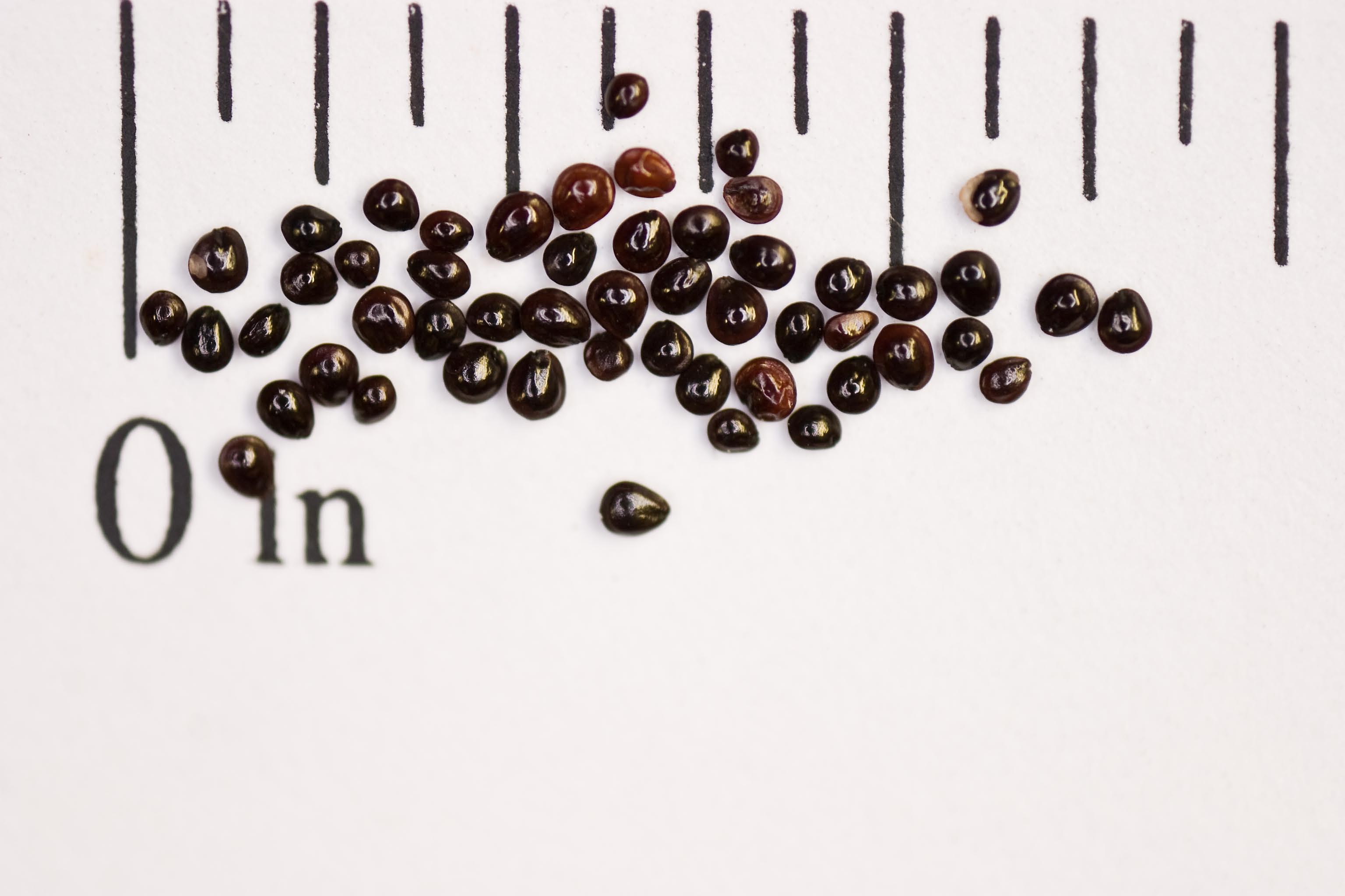 turnerseed: Redroot Pigweed - Native