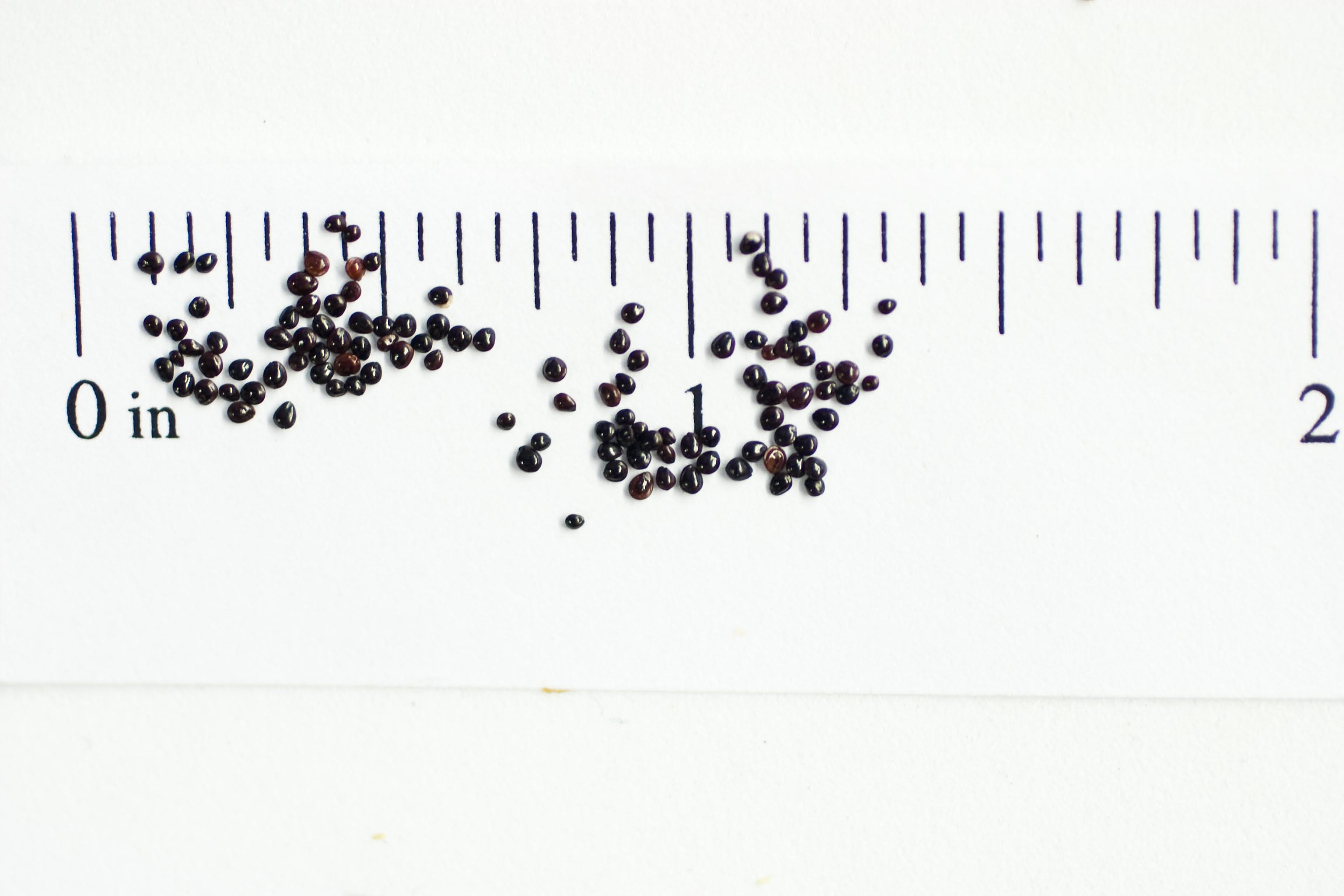 turnerseed: Redroot Pigweed - Native