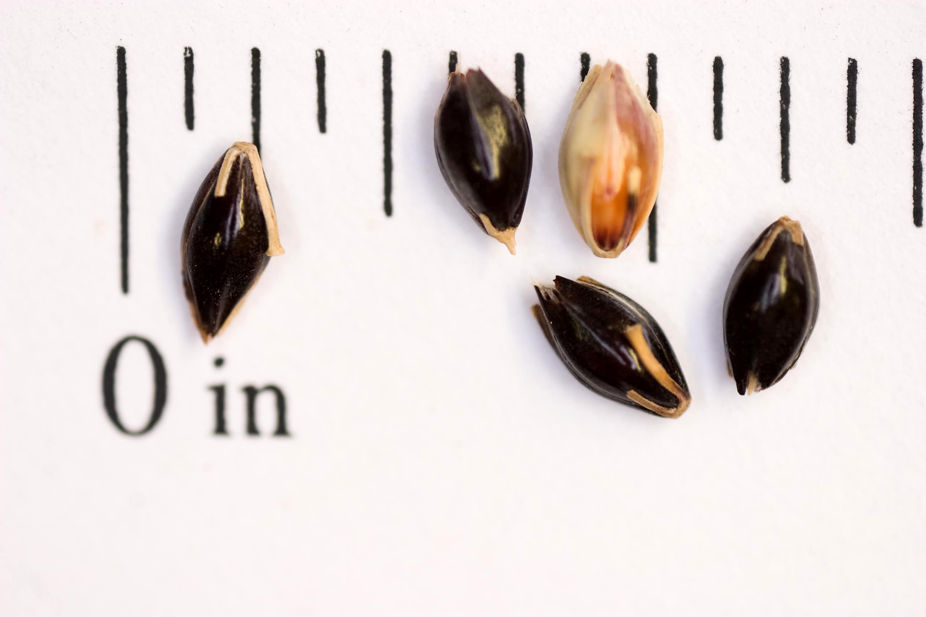 turnerseed: Sorghum Almum - VNS