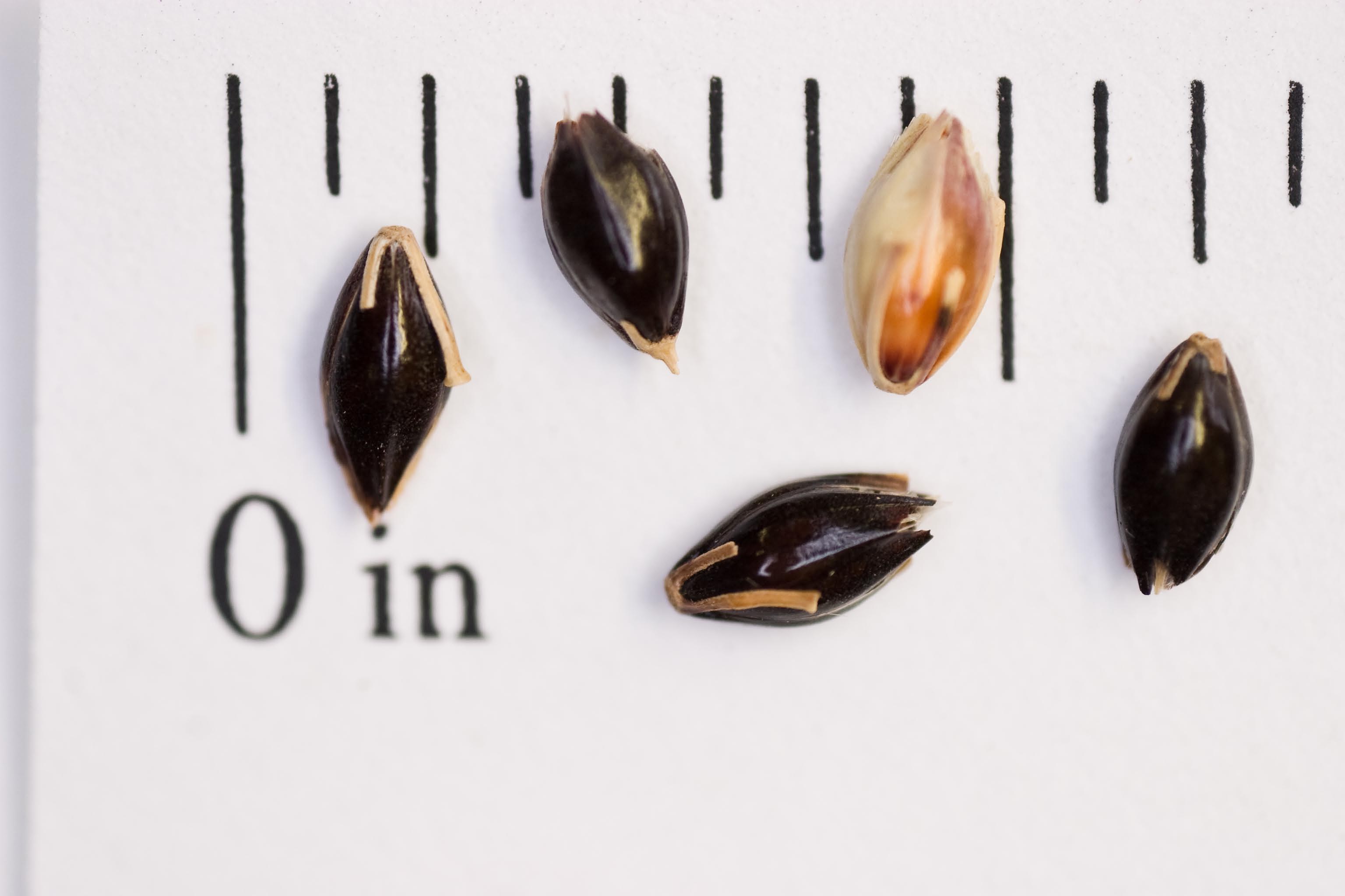 turnerseed: Sorghum Almum - VNS