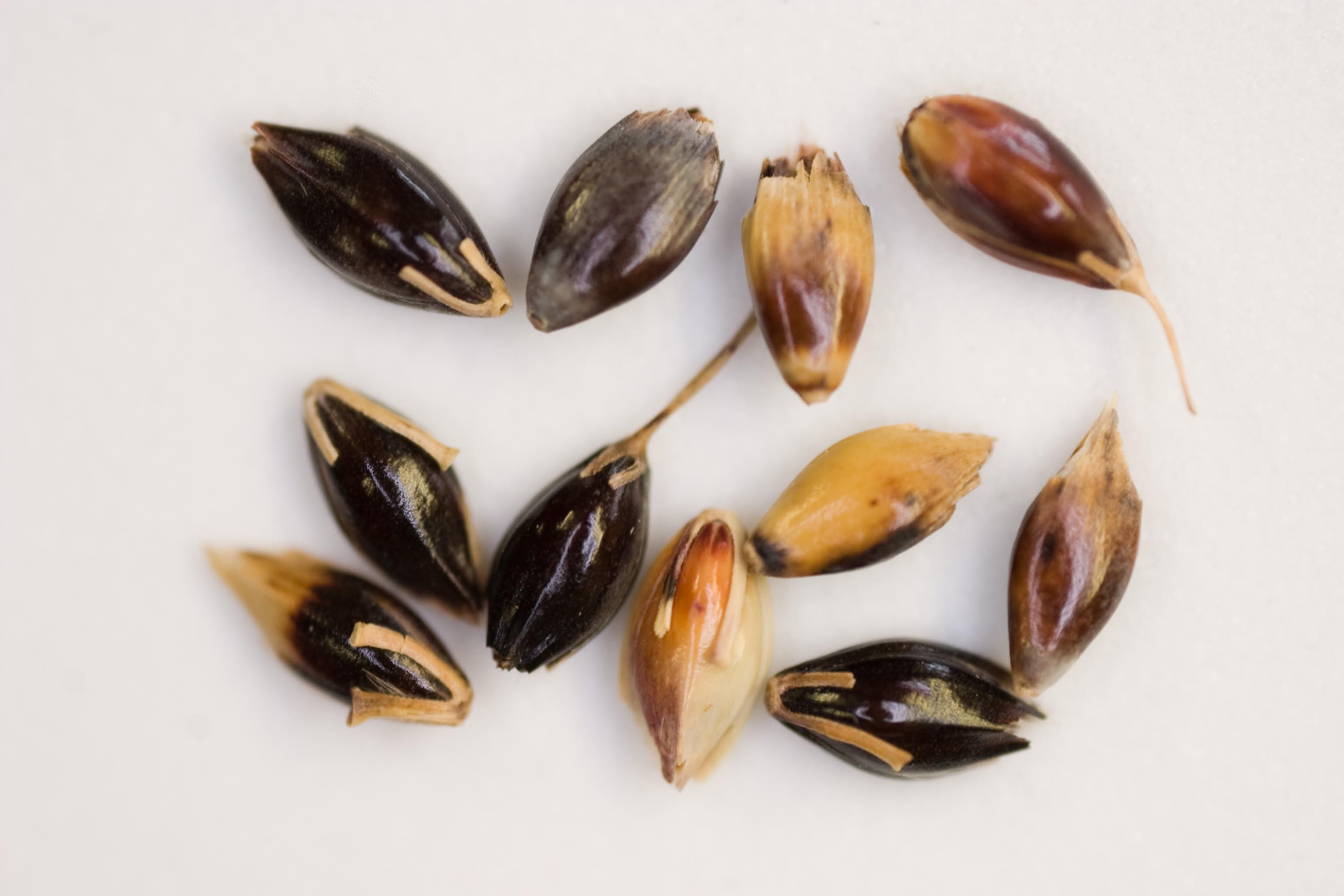 turnerseed: Sorghum Almum - VNS