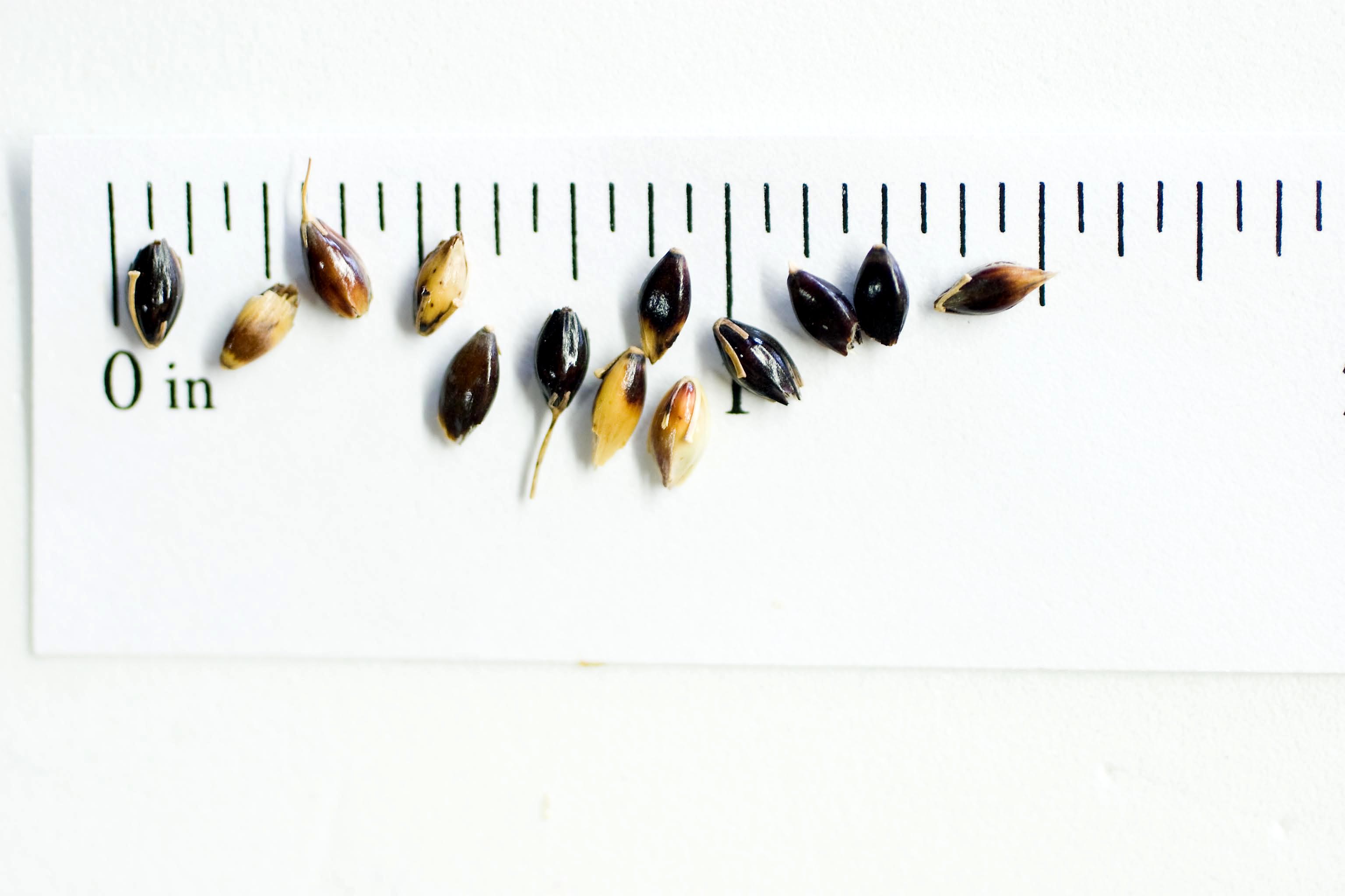 turnerseed: Sorghum Almum - VNS