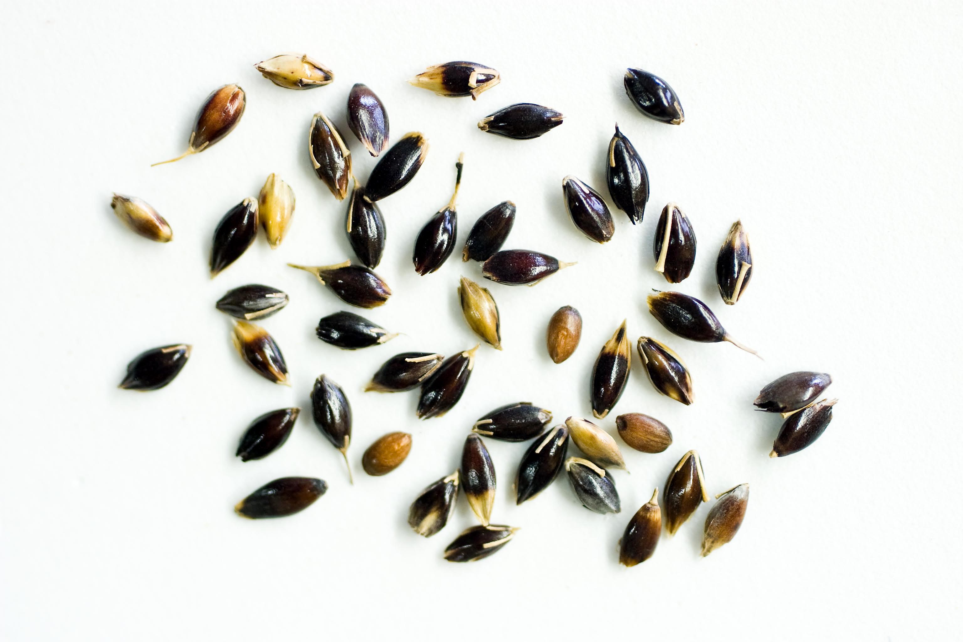 turnerseed: Sorghum Almum - VNS