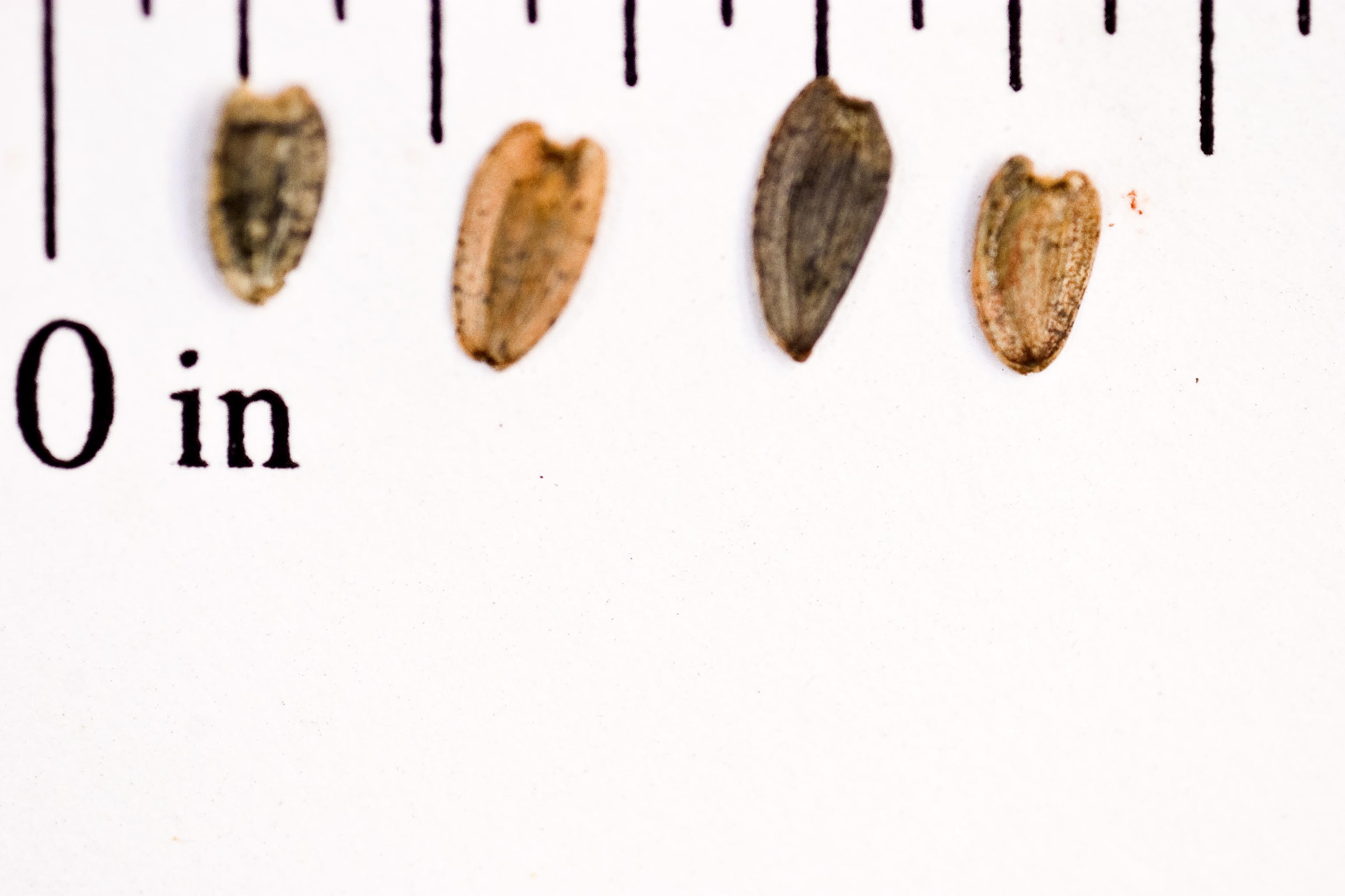 turnerseed: Awnless Bushsunflower - Plateau