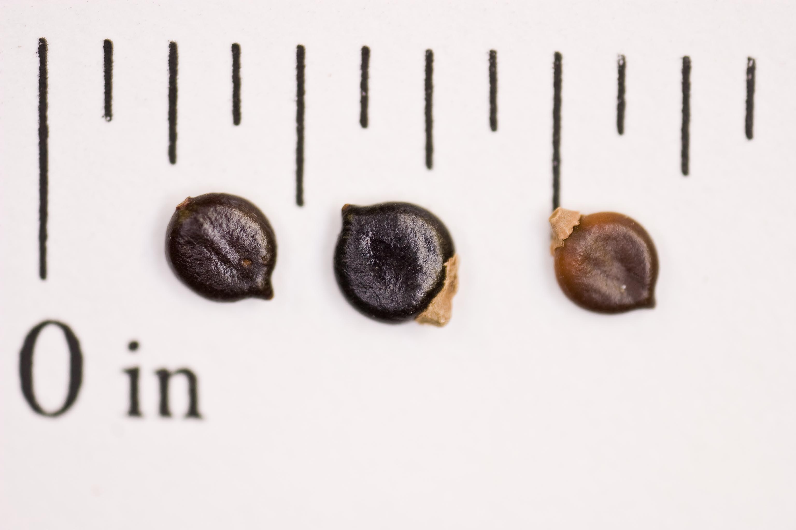 turnerseed: Pennsylvania Smartweed - Native