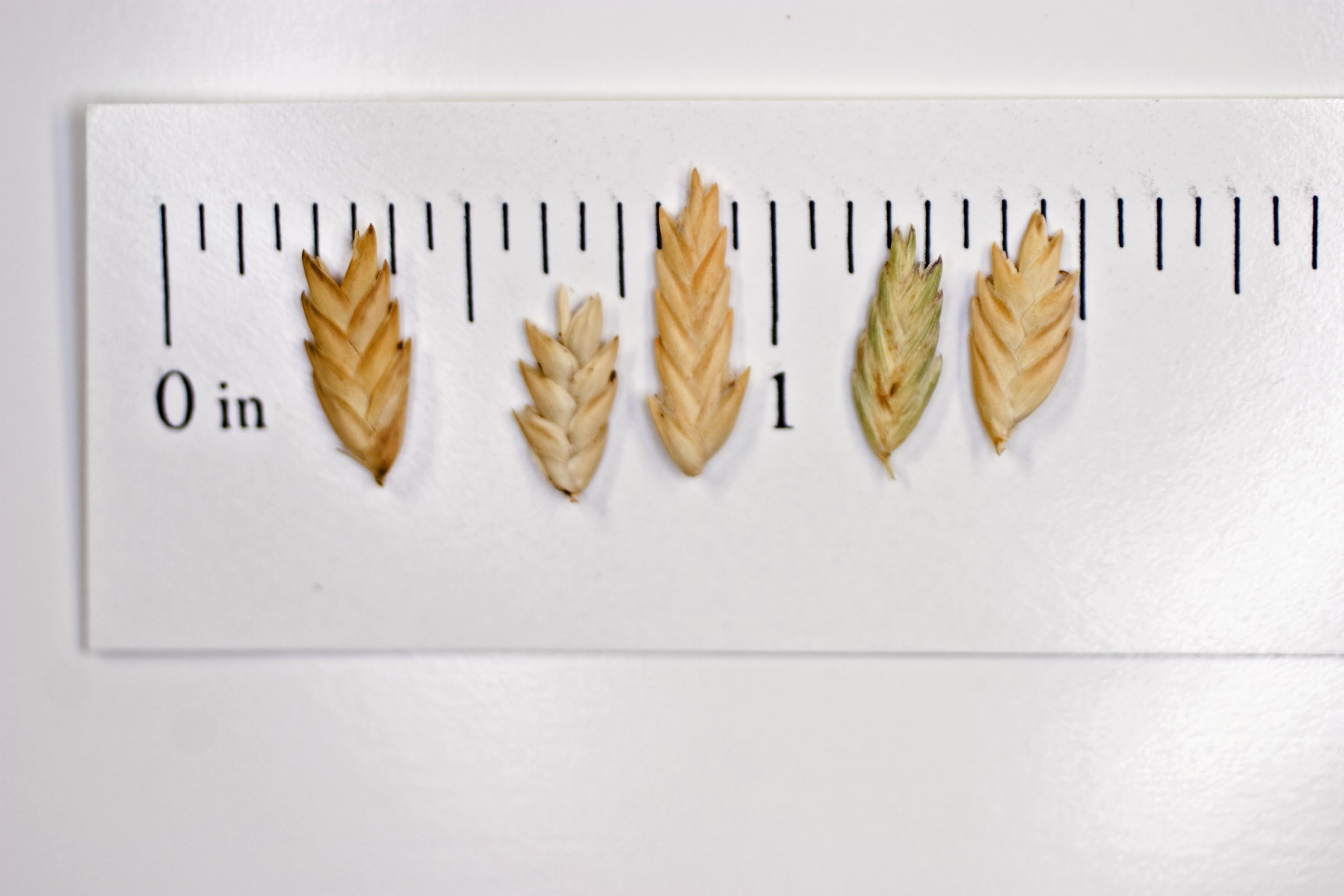 turnerseed: Inland Sea Oats - Native