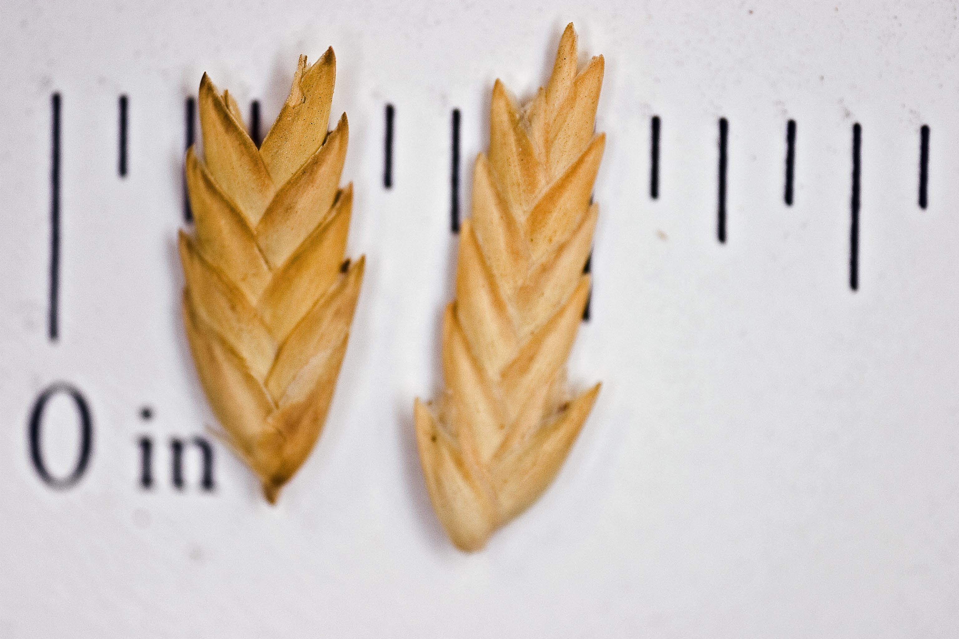 turnerseed: Inland Sea Oats - Native