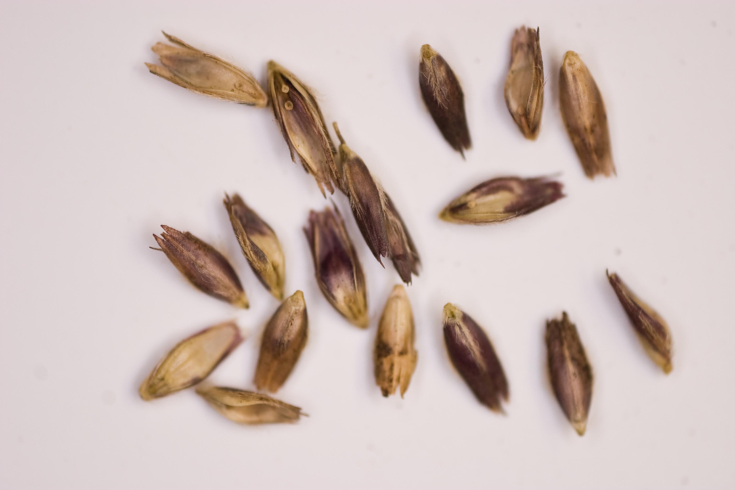 turnerseed: Purpletop - Tridens flavus