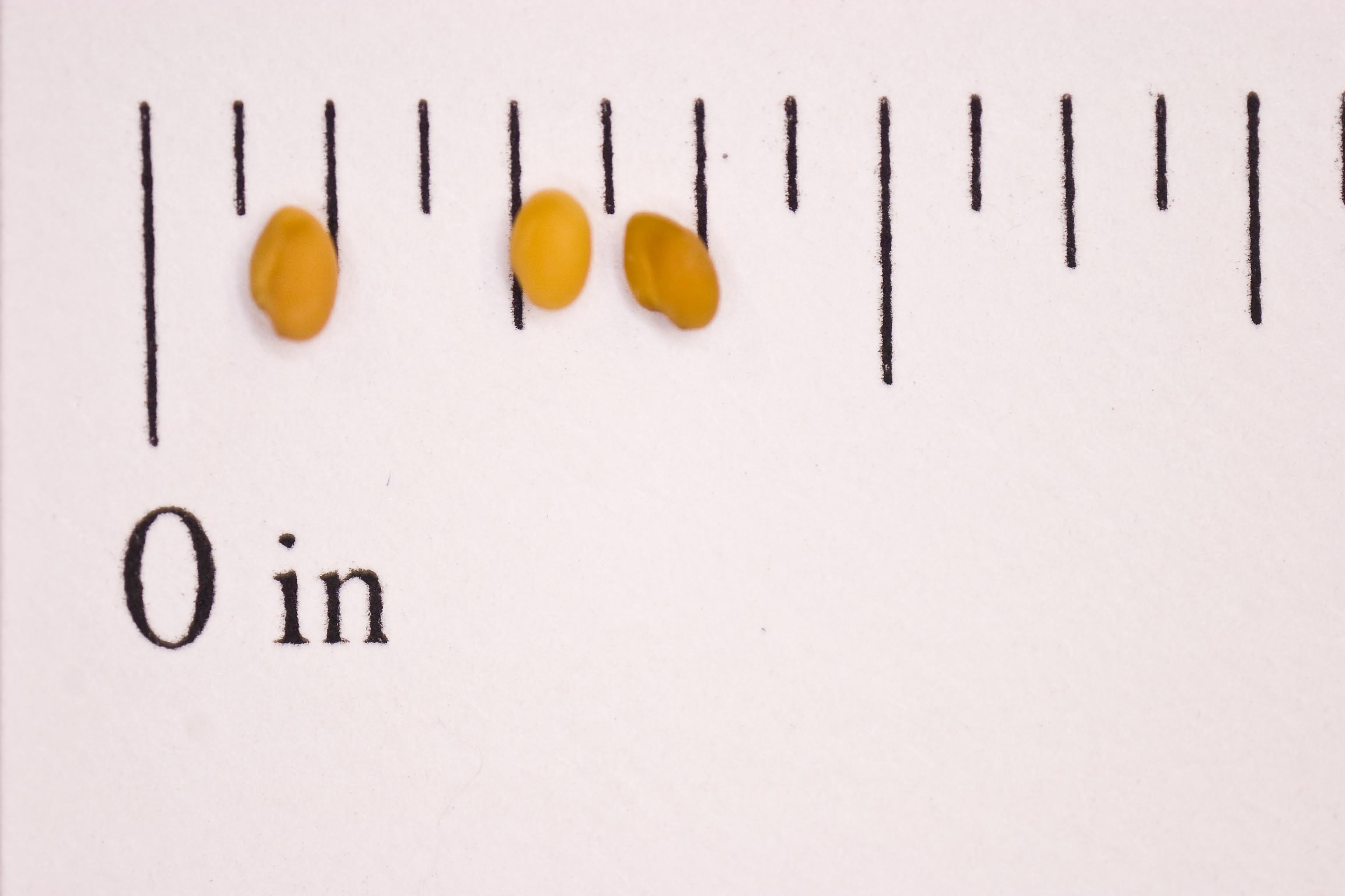 turnerseed: White Sweet Clover - Hubam