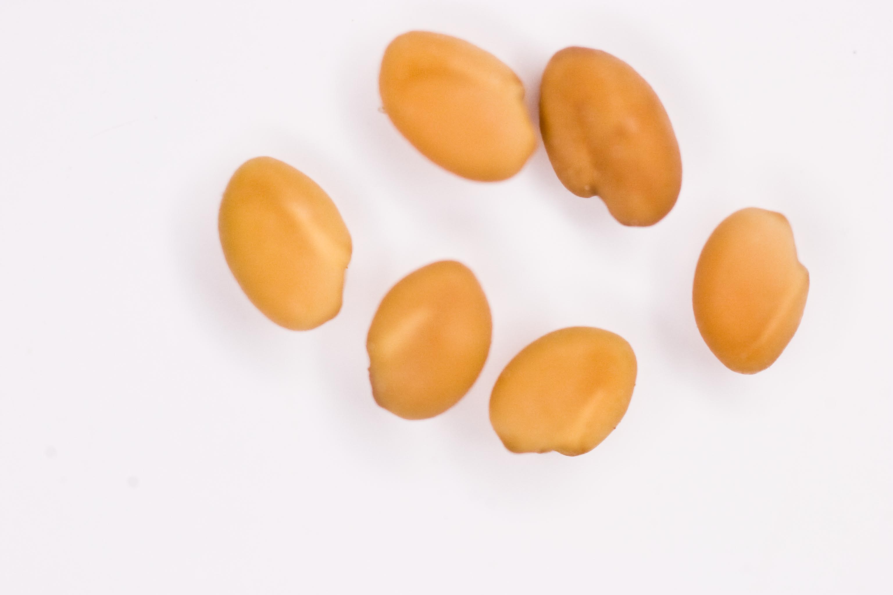 turnerseed: White Sweet Clover - Hubam