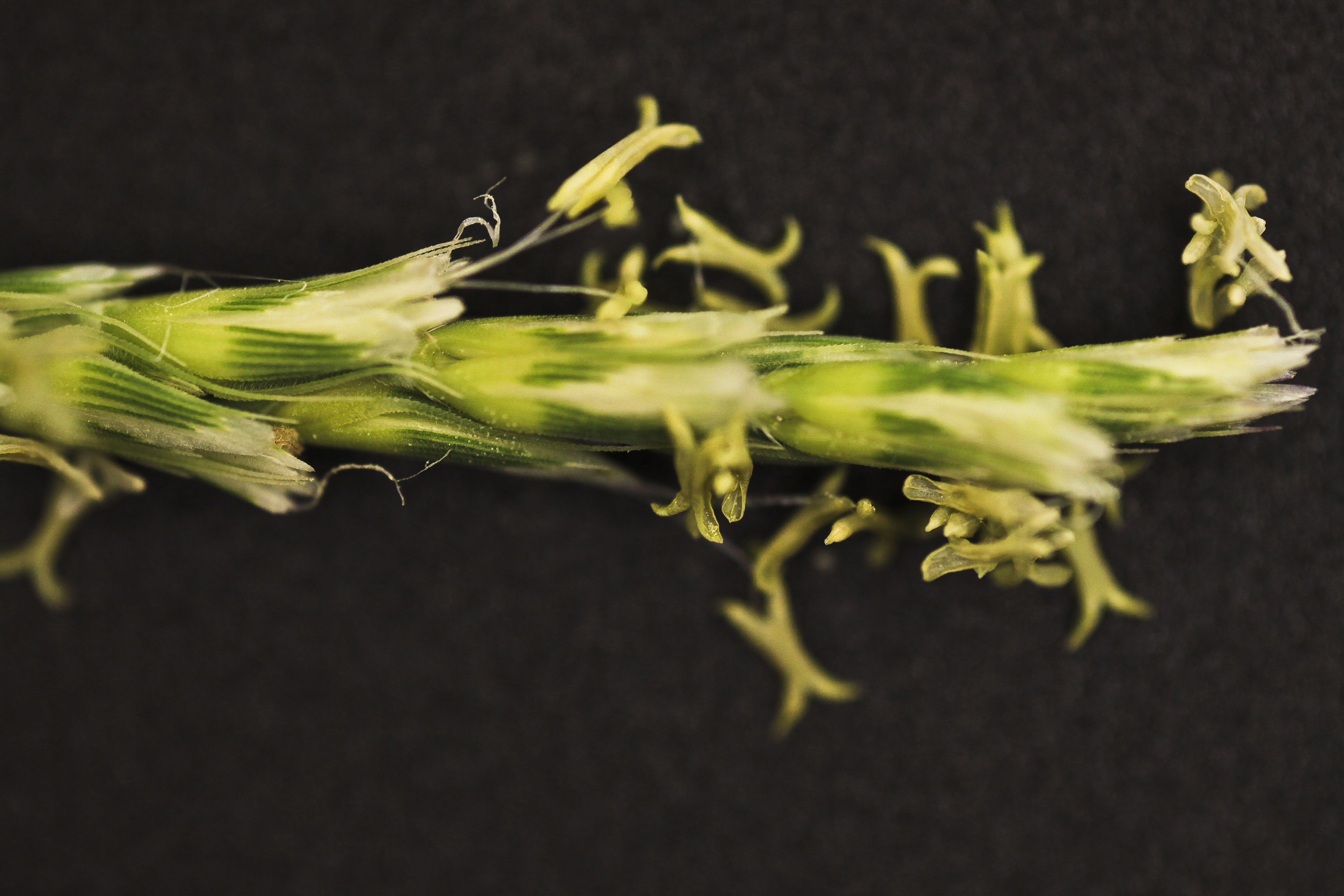 turnerseed: Curly Mesquite - Native