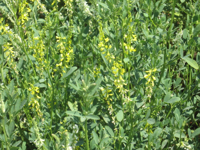 turnerseed: Yellow Blossom Sweet Clover - VNS