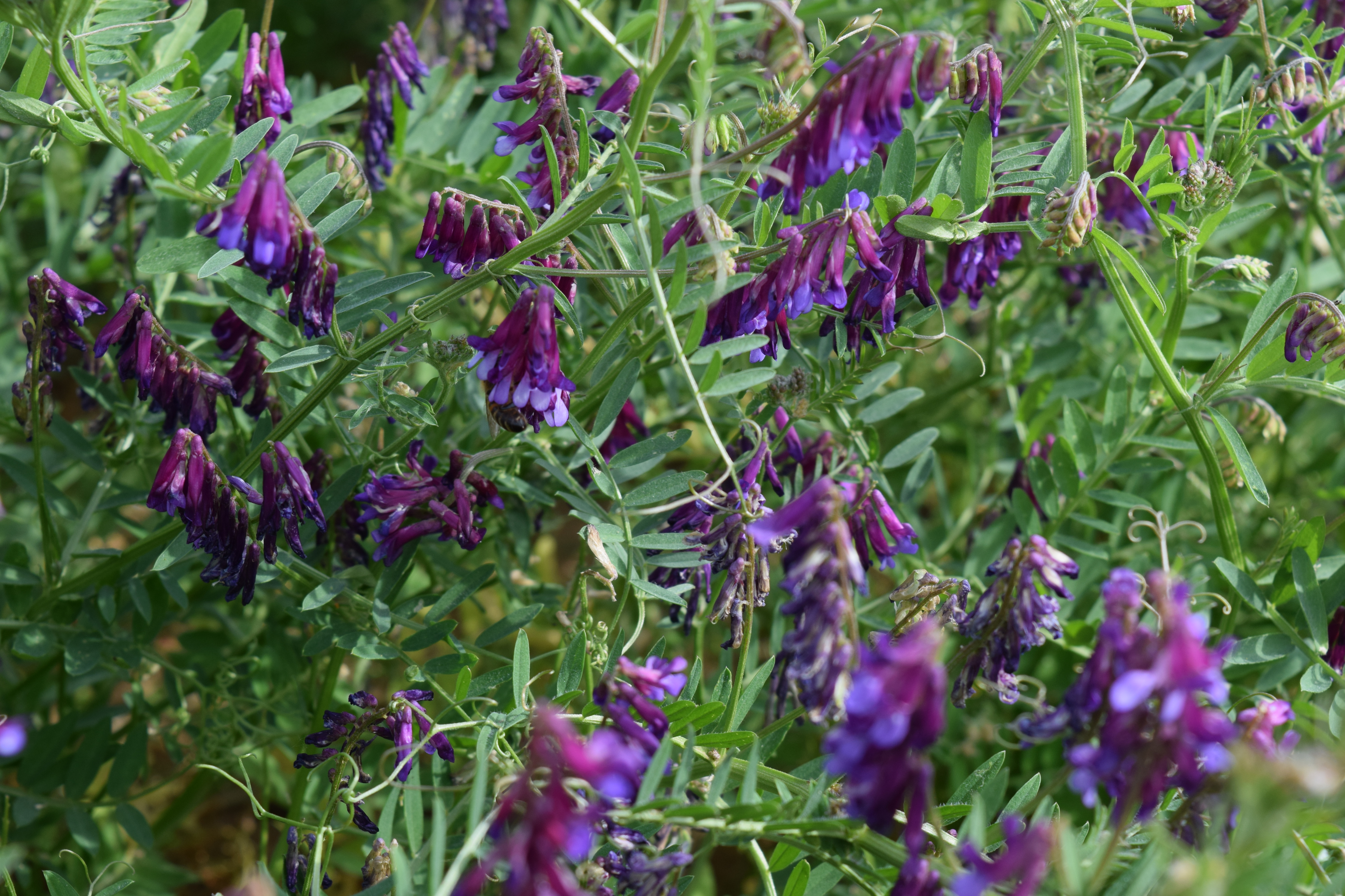 Turnerseed Hairy Vetch VNS turnerseed-hairy-vetch-vns