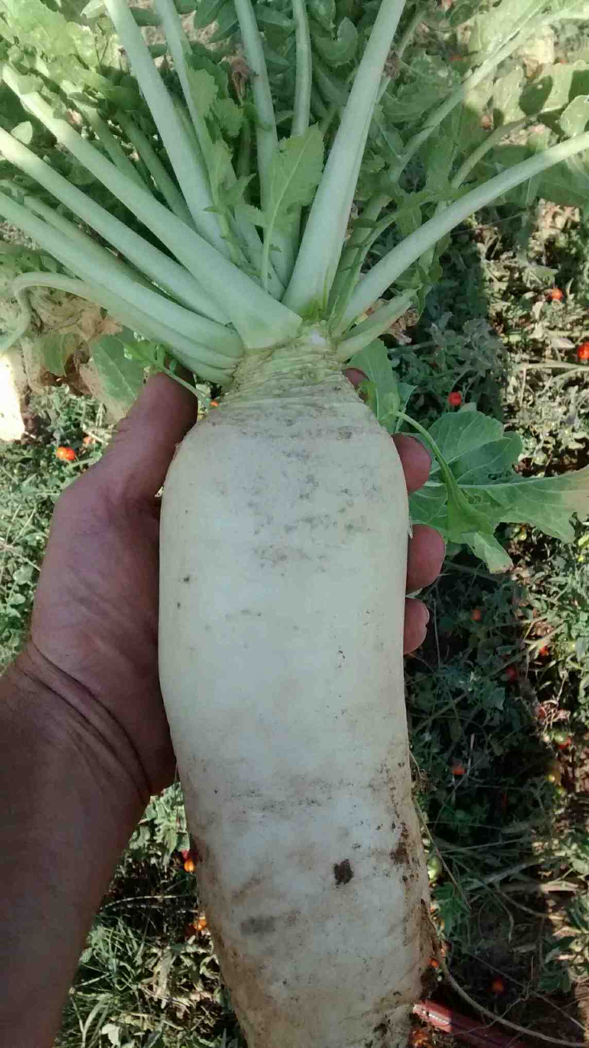 turnerseed: Daikon Radish - Driller