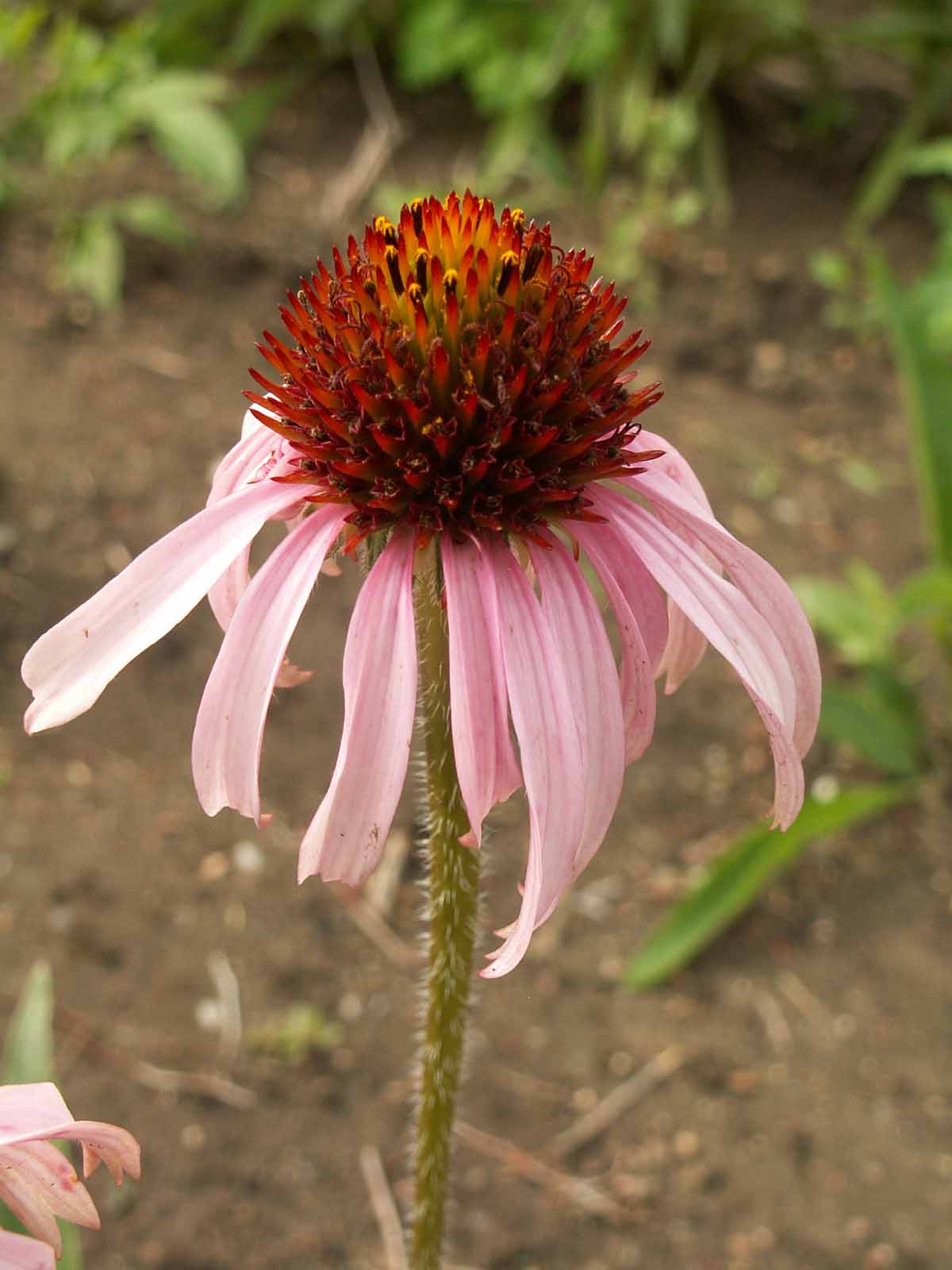 Red Coneflower