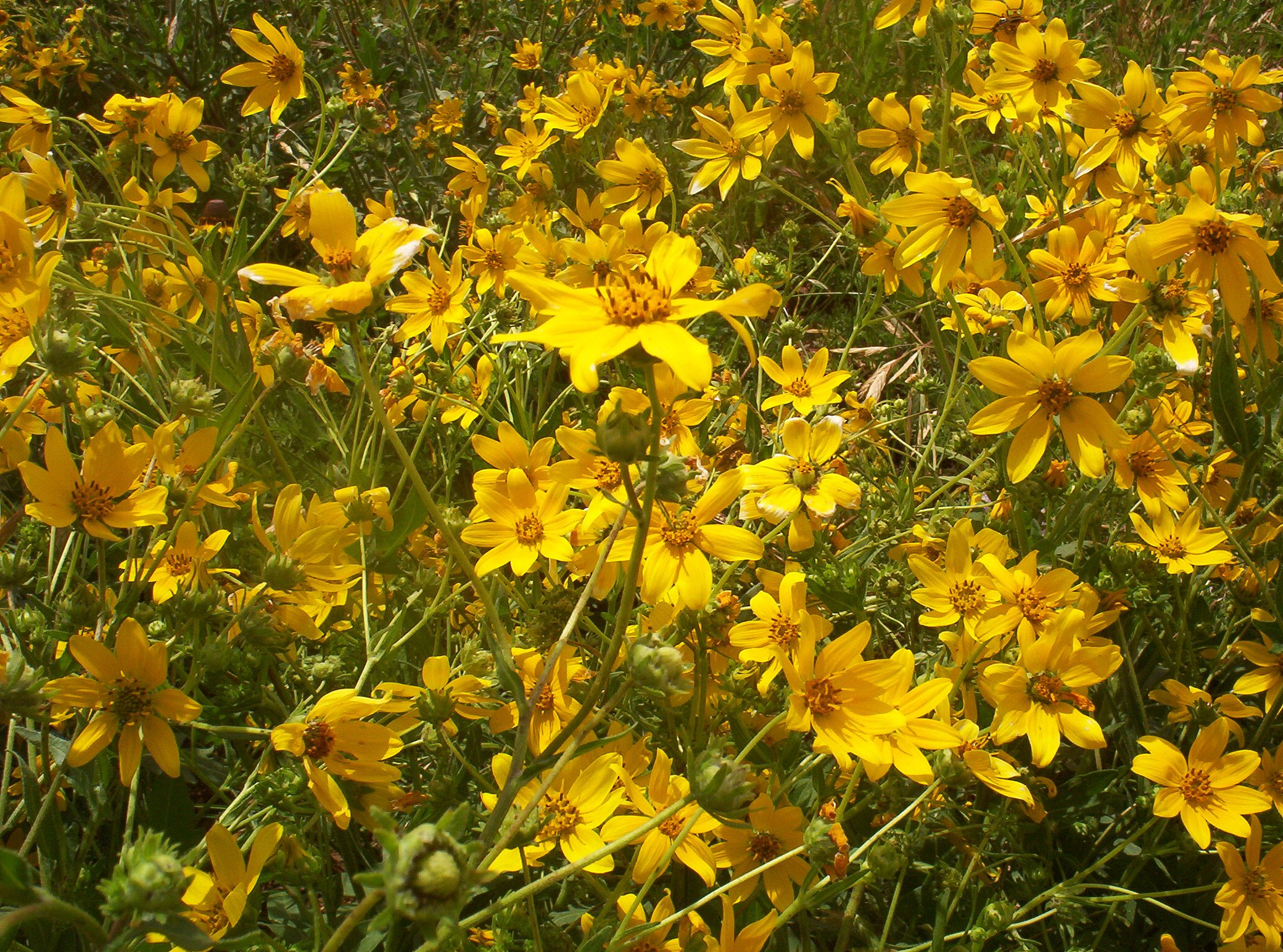 turnerseed: Engelmann Daisy - Eldorado