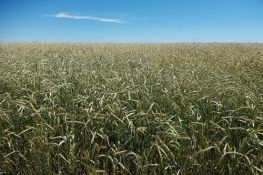 turnerseed: Fall Field Seed