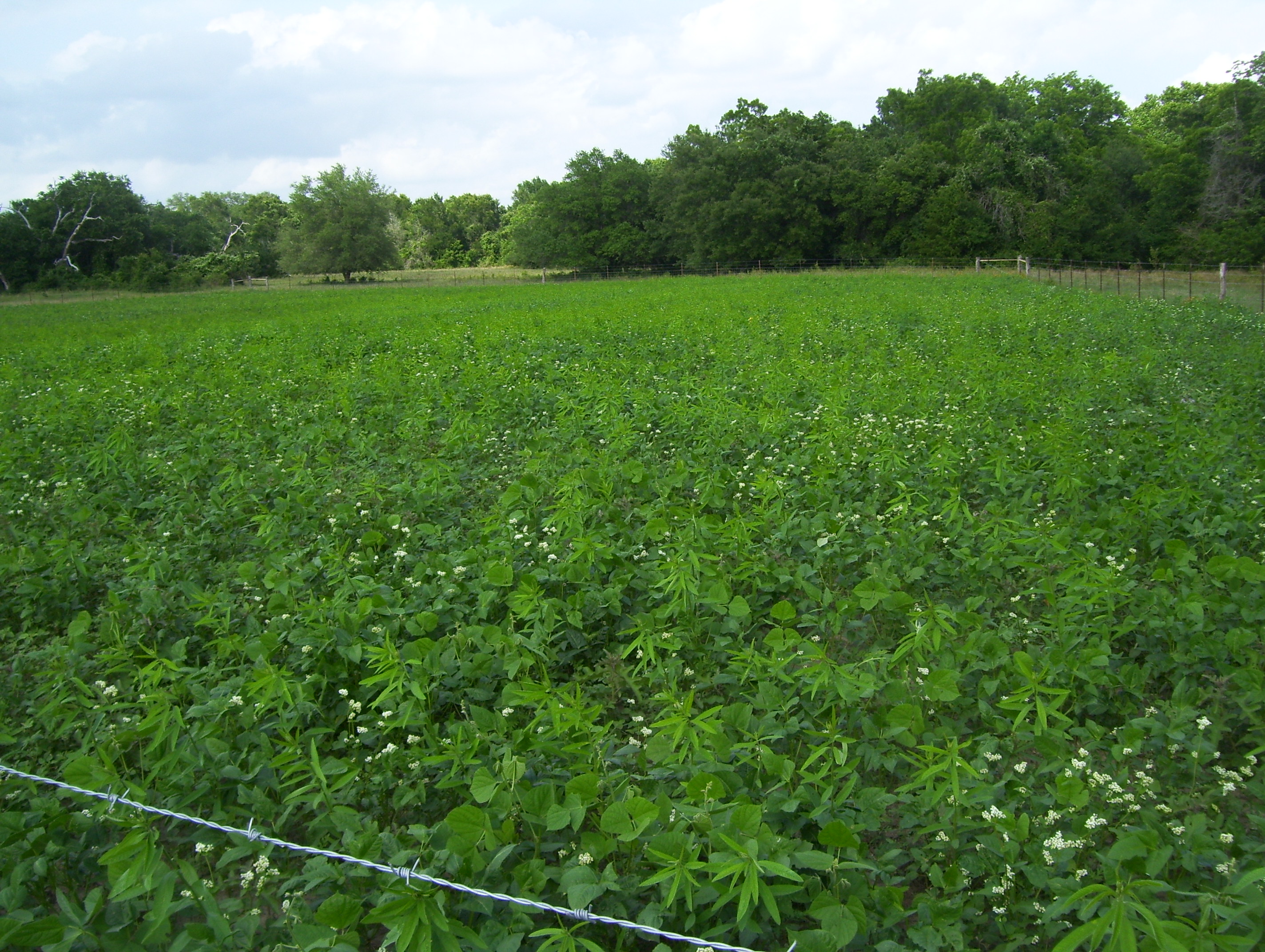 turnerseed: Spring Deer Mix