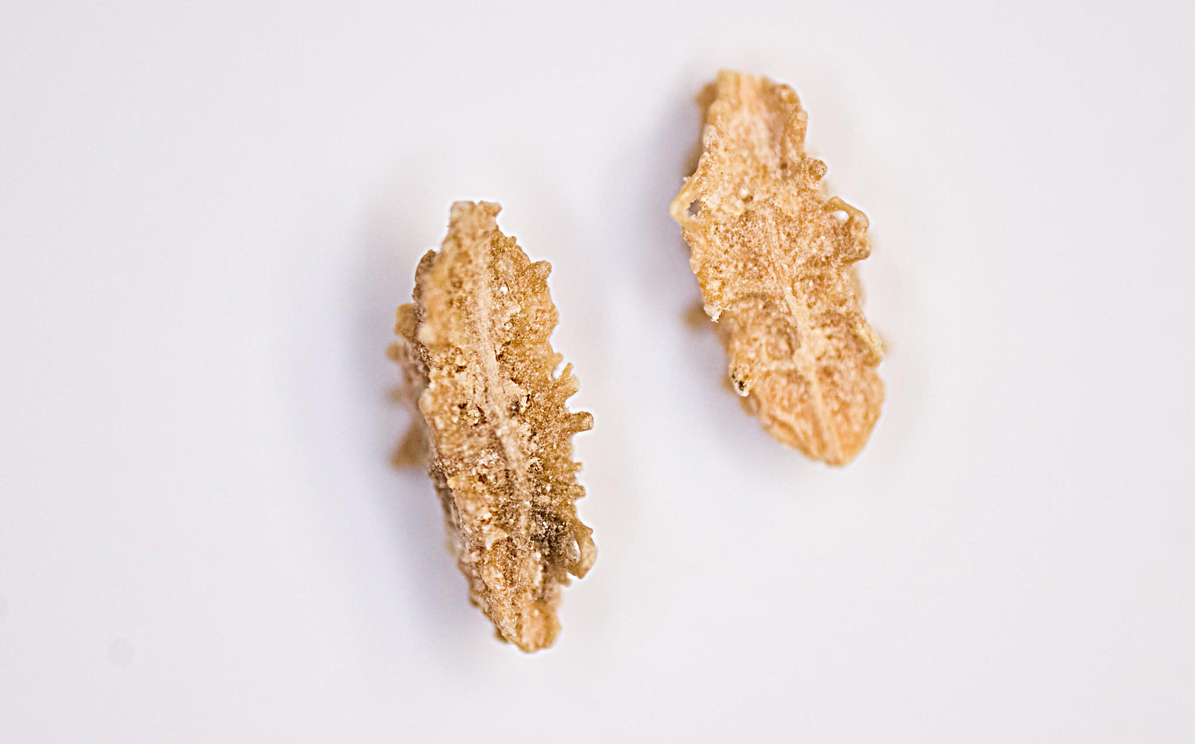 turnerseed: Fourwing Saltbush - Native