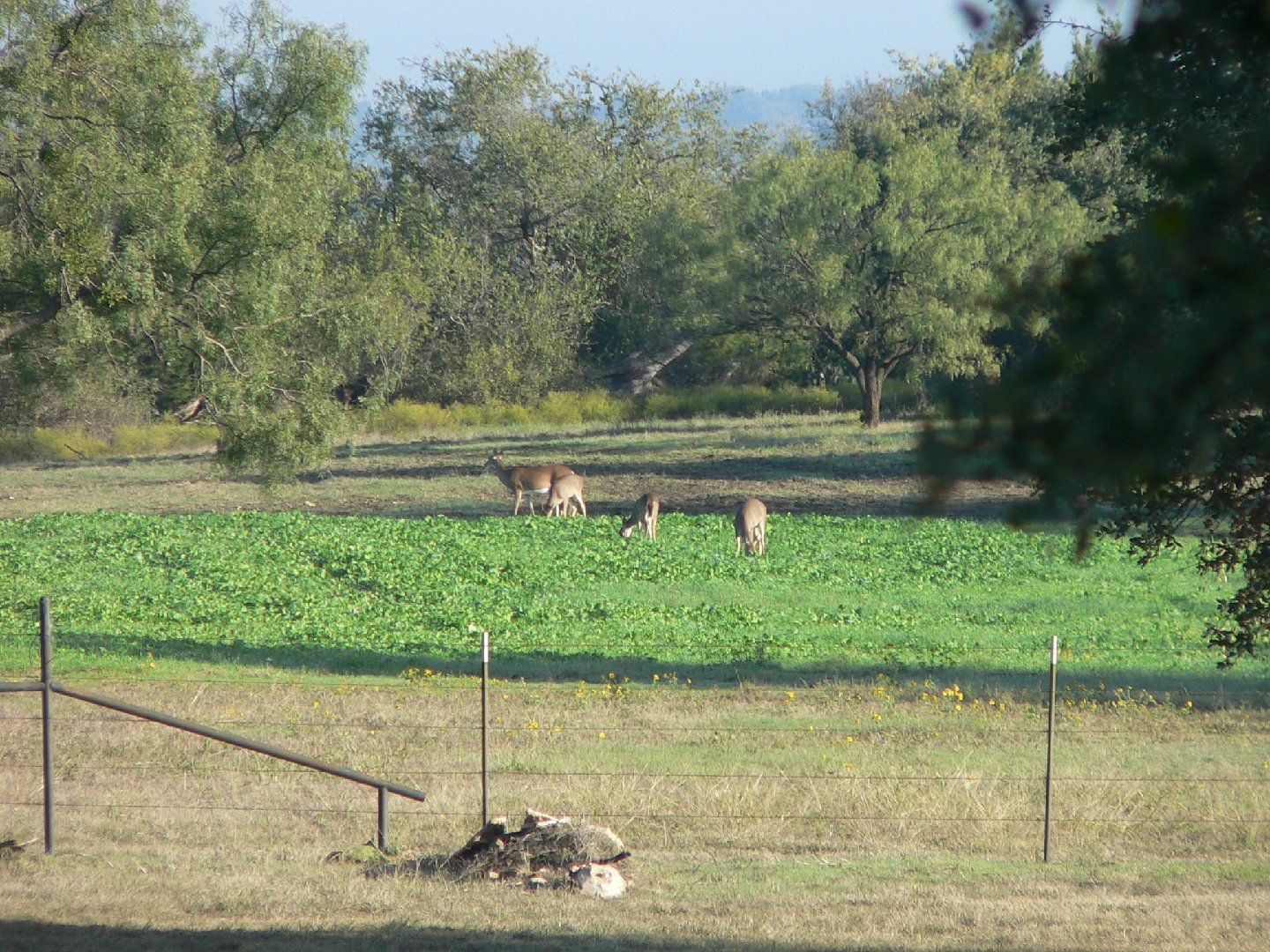 turnerseed: Food Plots