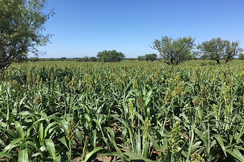 turnerseed: Sorghum - Hegari