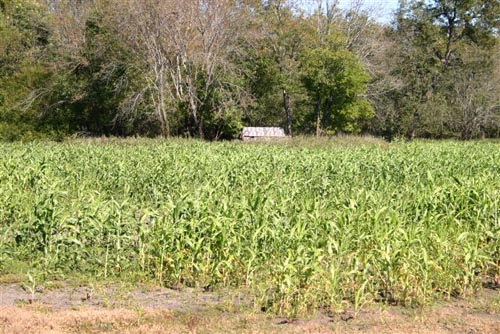 Waterfowl Food Plots Seeds Spring Food Plot Seeds For Planting To