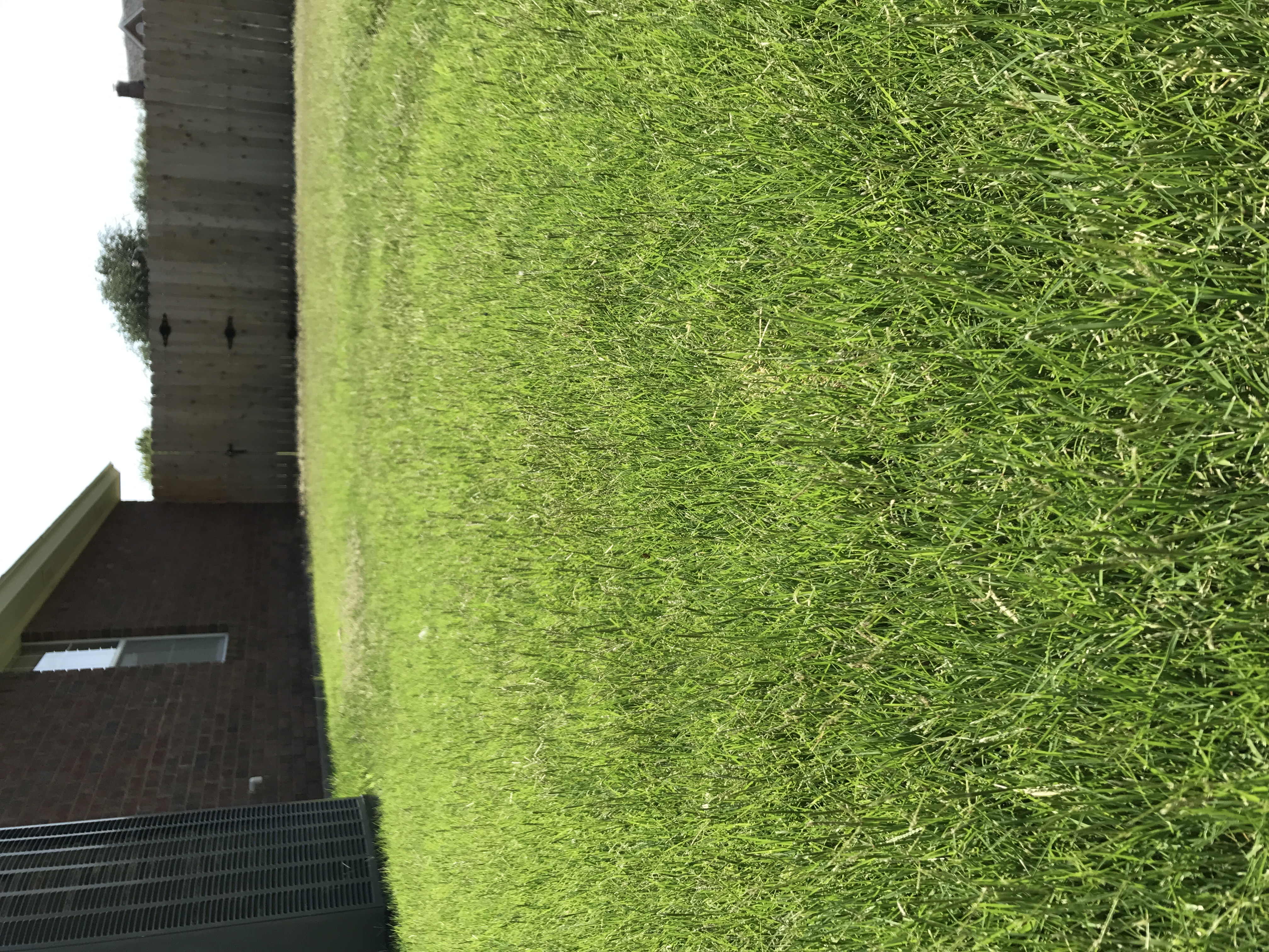 Blackjack bermuda grass seed store