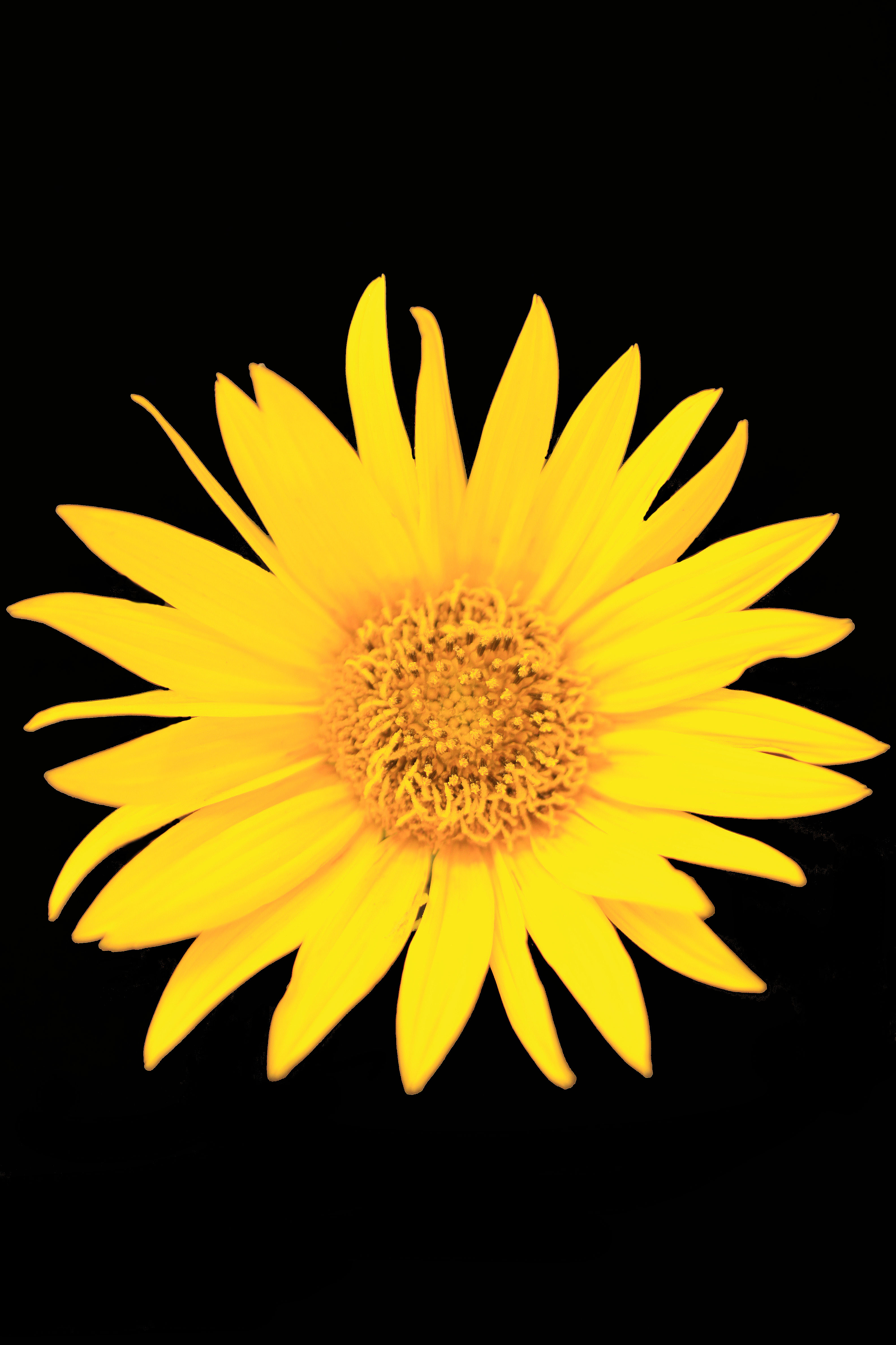 turnerseed: Maximilian Sunflower - Aztec