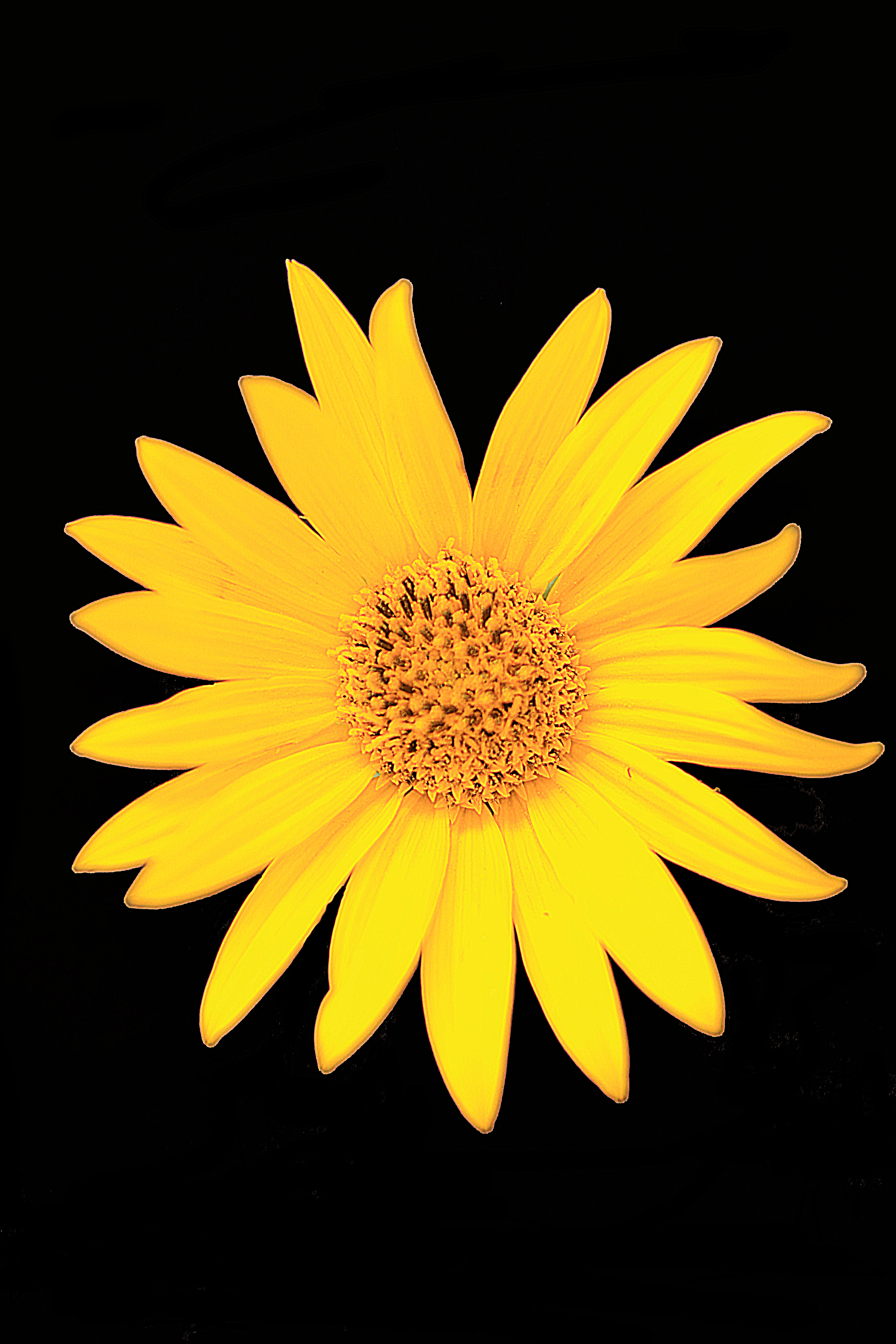 turnerseed: Maximilian Sunflower - Aztec