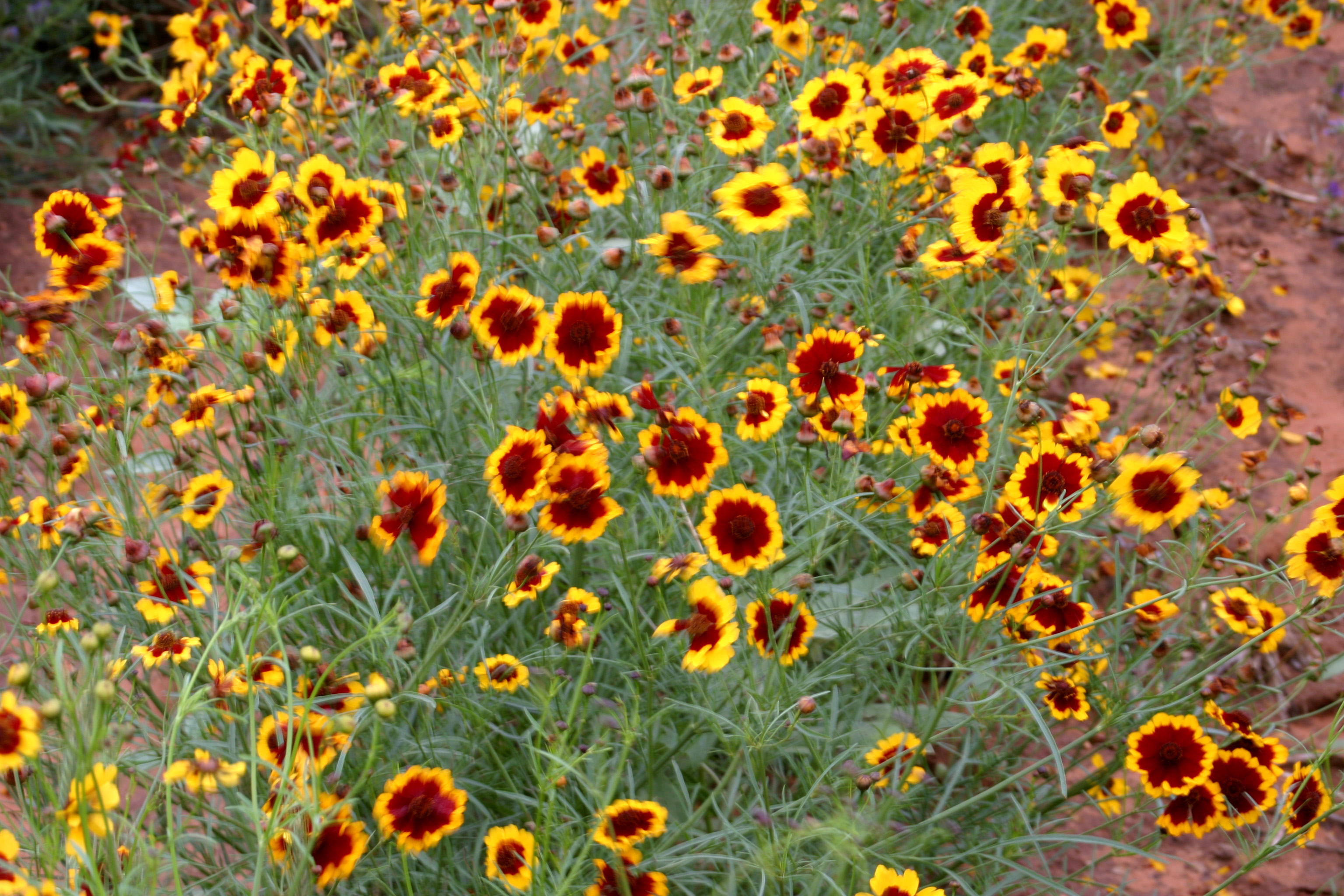 Lance Leaved Coreopsis