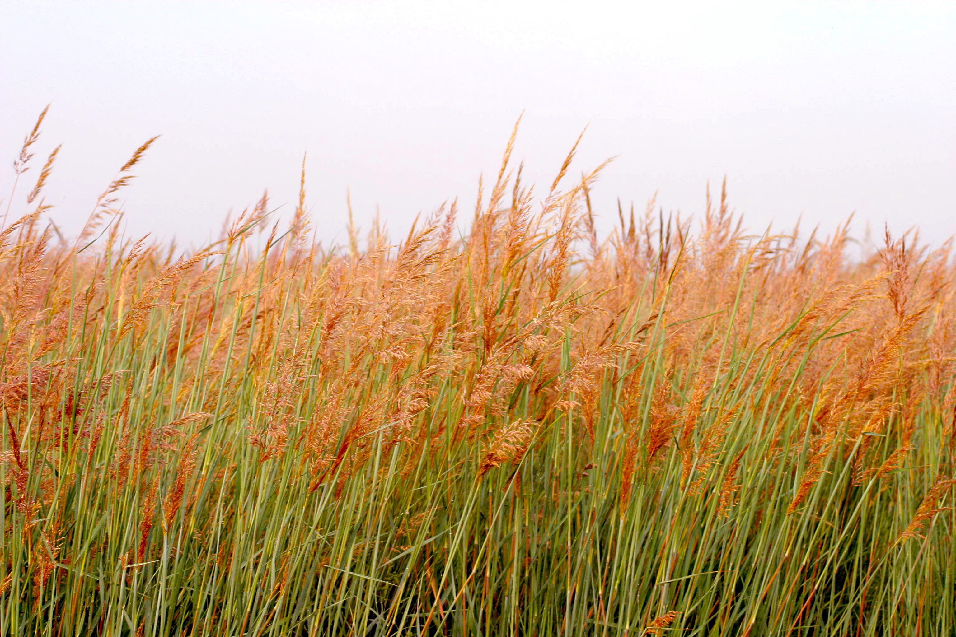 Indian Grass Seed Indian Grass Drought Tolerant Native Grass Seeds For