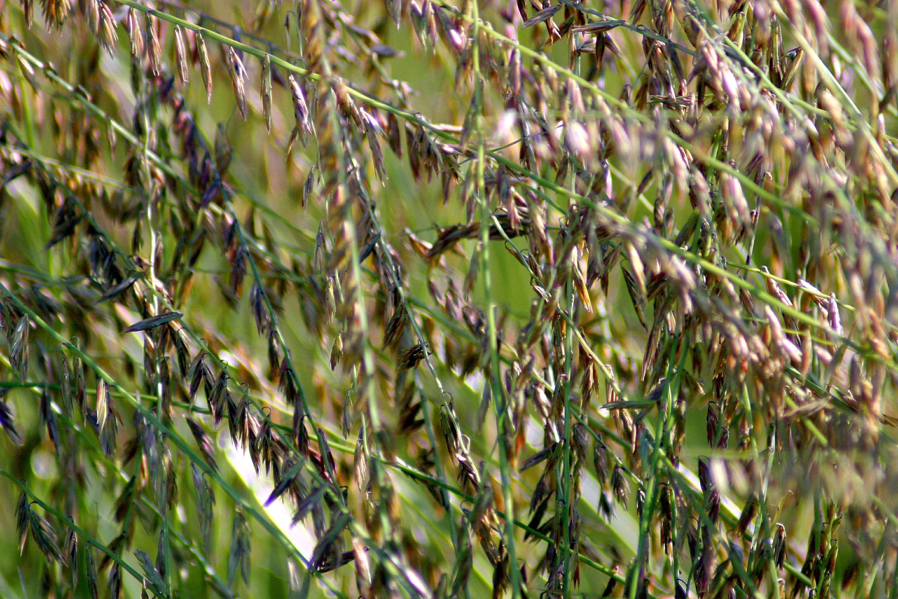 turnerseed: Sideoats Grama - Haskell